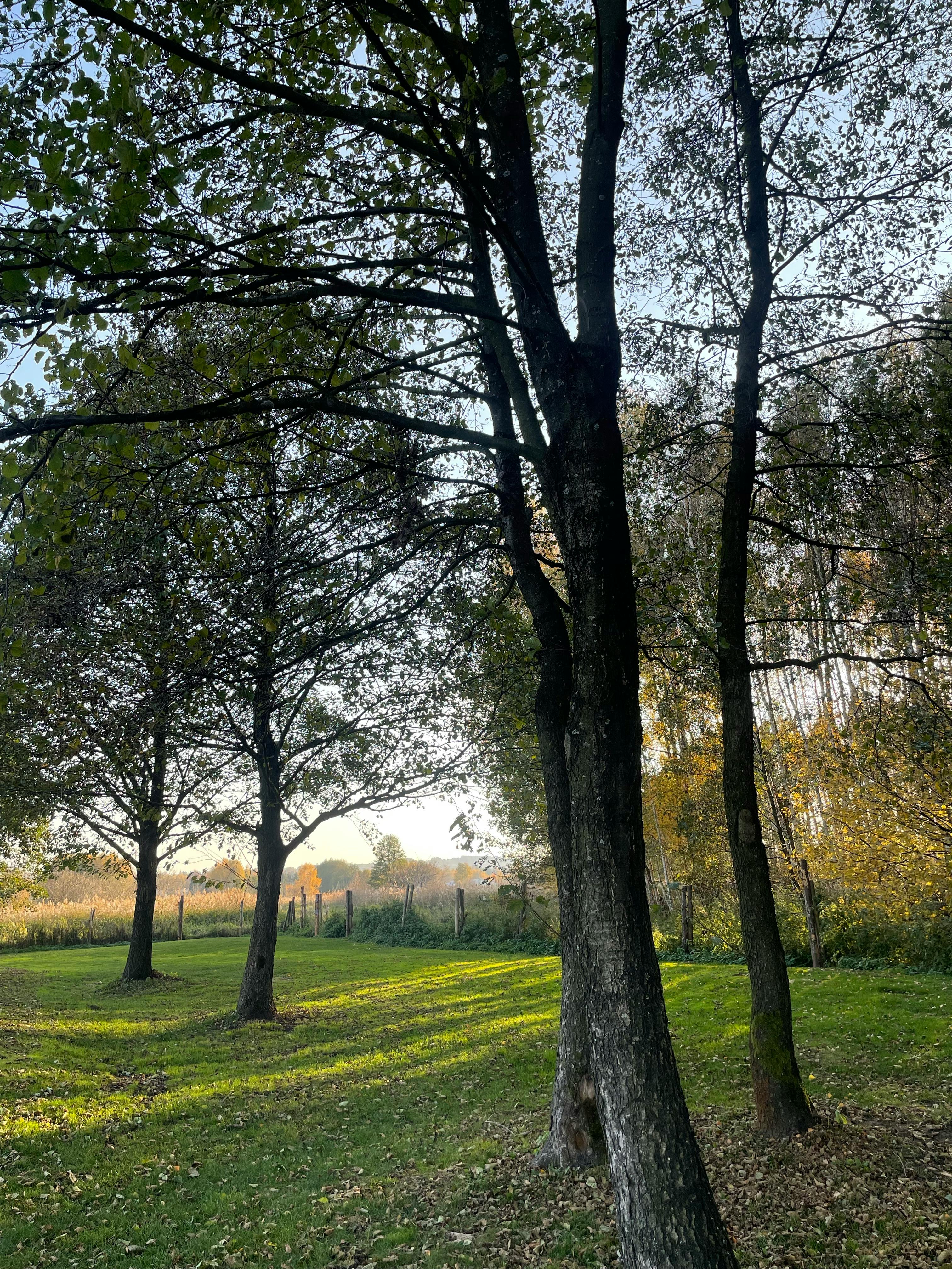 Tranquil Trees in Autumnal Trzciana Landscape · Free Stock Photo