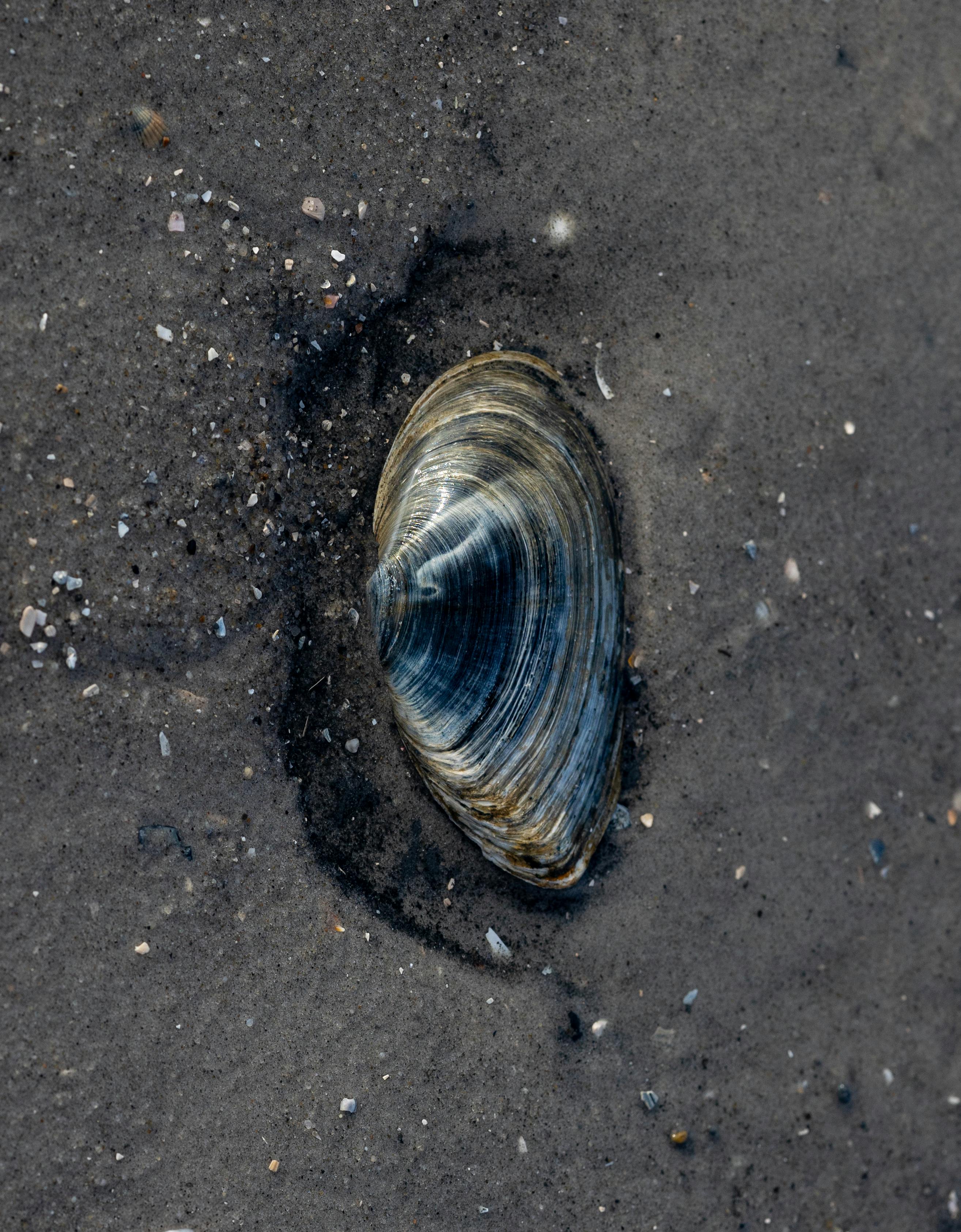 Close-up of a Clam Shell on Sandy Beach · Free Stock Photo
