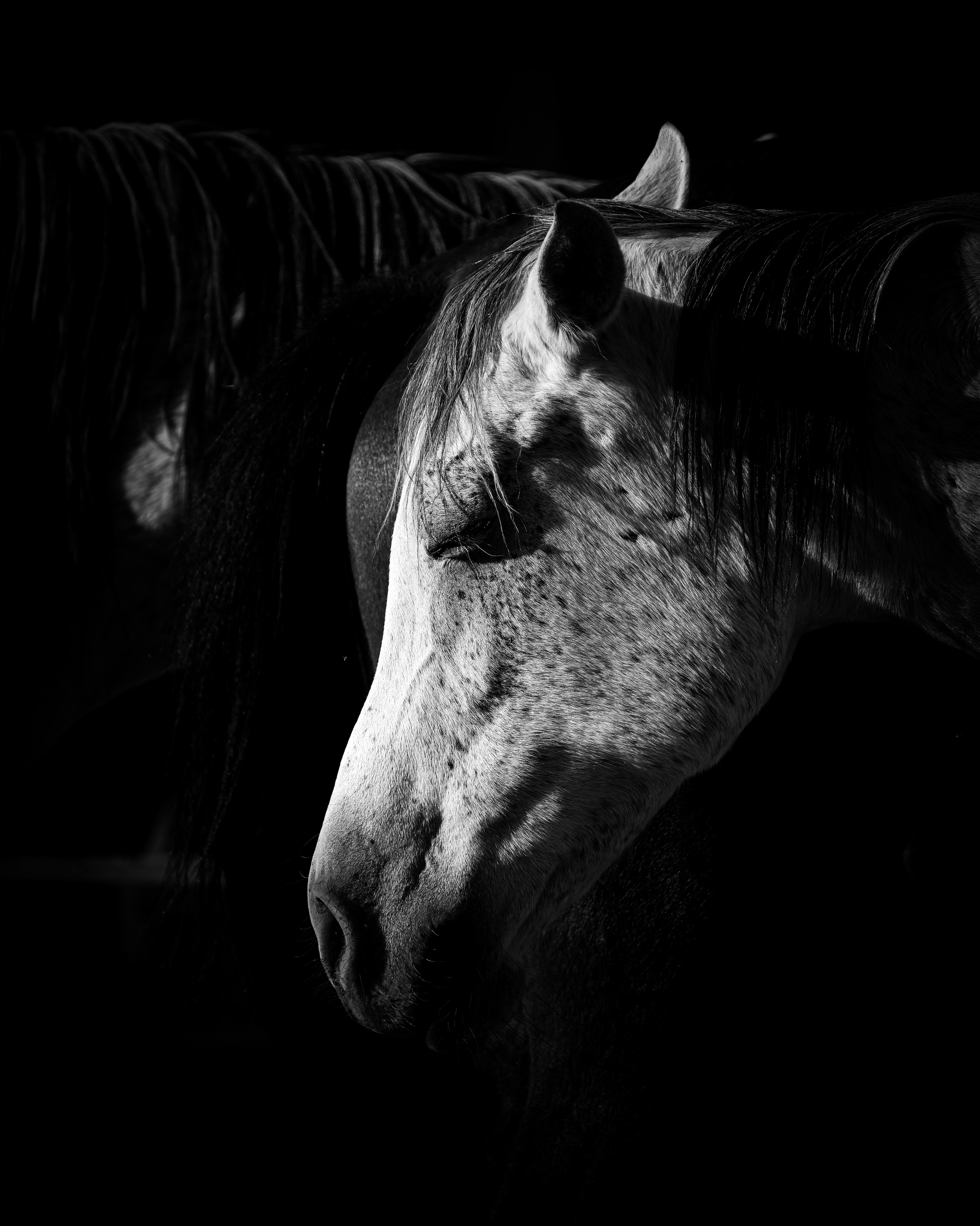Potret Kuda Hitam Putih Yang Elegan · Foto Stok Gratis