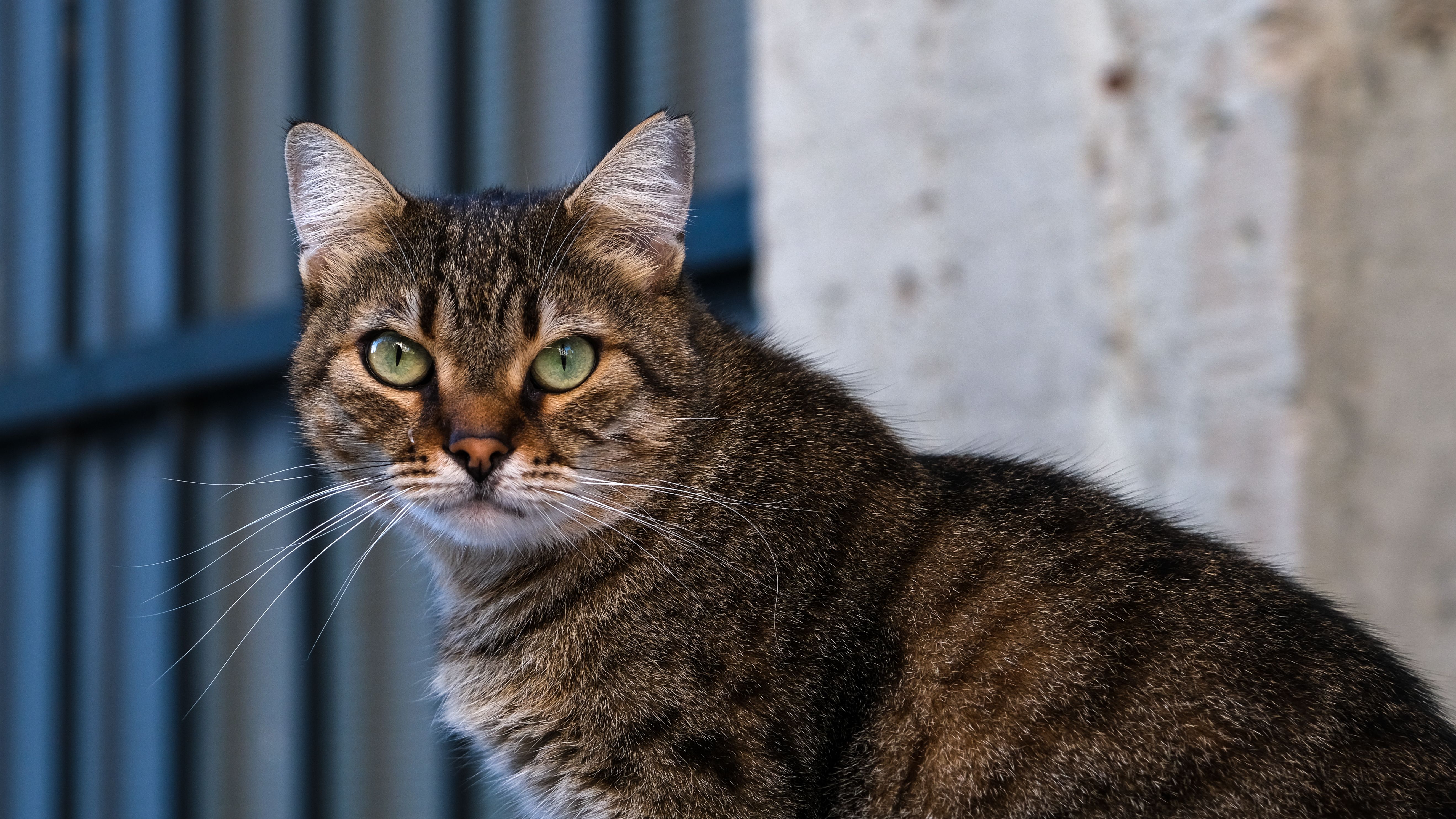 Portrait of a Tabby Cat in Anadolu Kavağı · Free Stock Photo