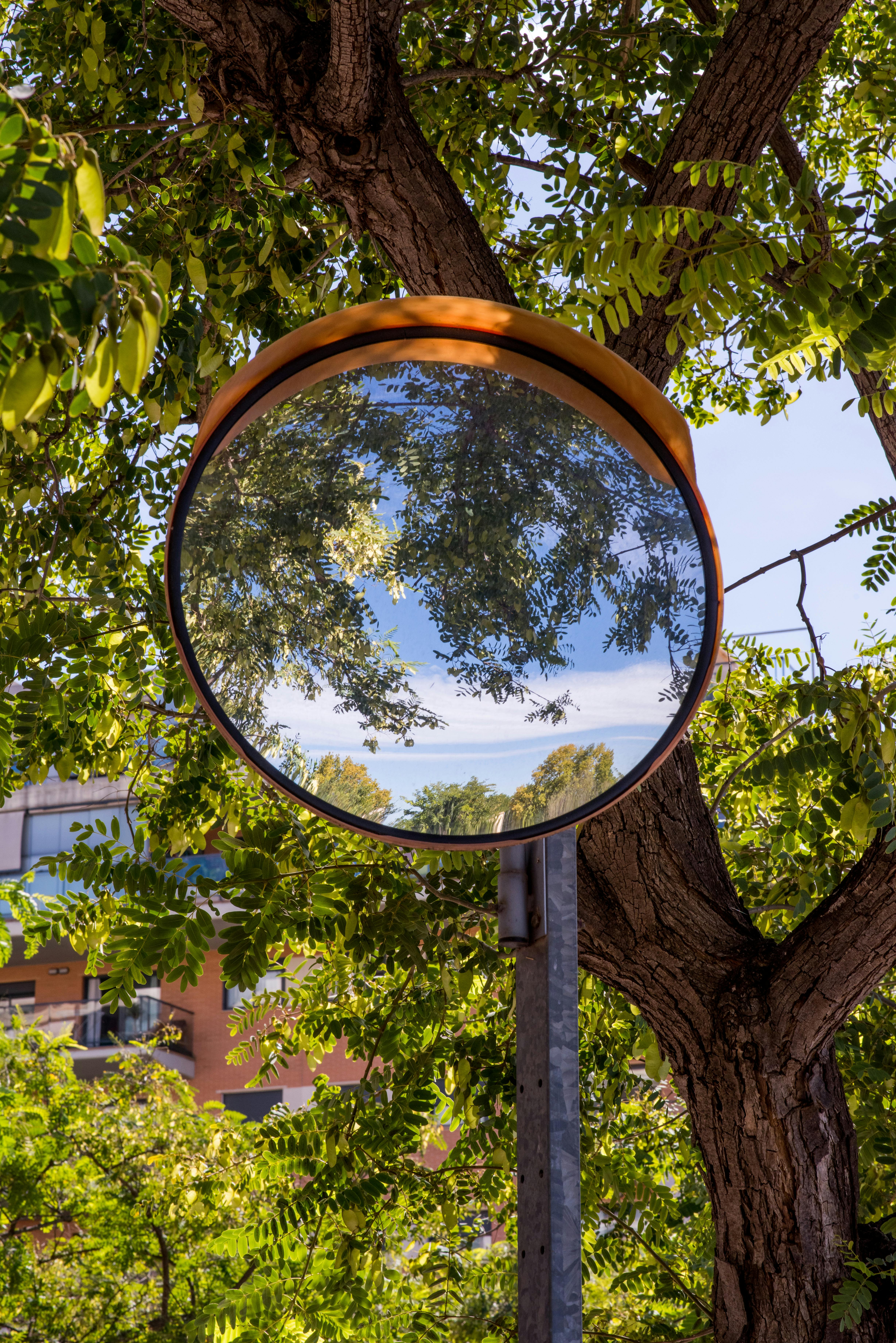Convex Mirror Reflecting Urban Tree Canopy · Free Stock Photo