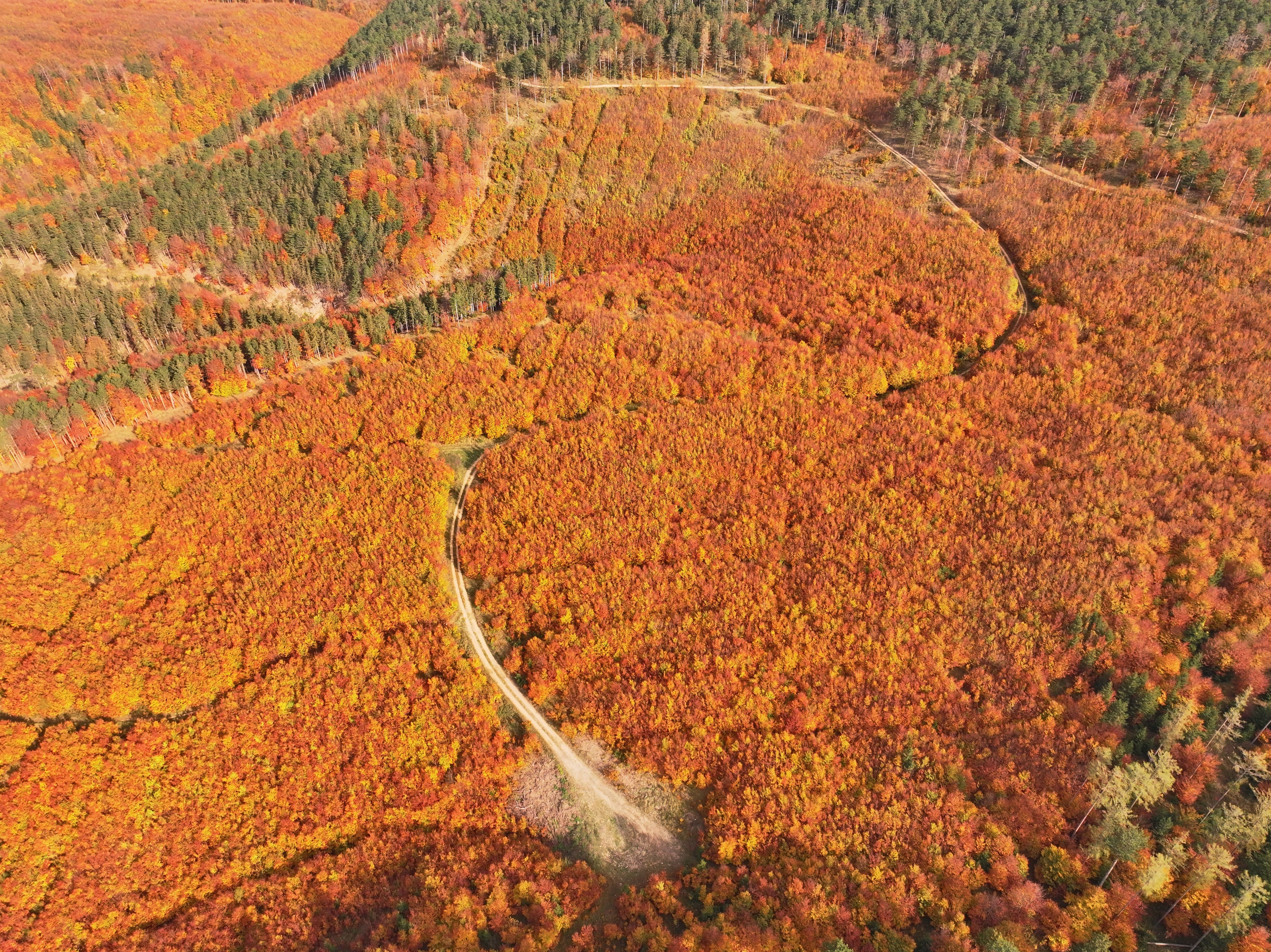 Aerial View of Vibrant Autumn Forest in Fall · Free Stock Photo