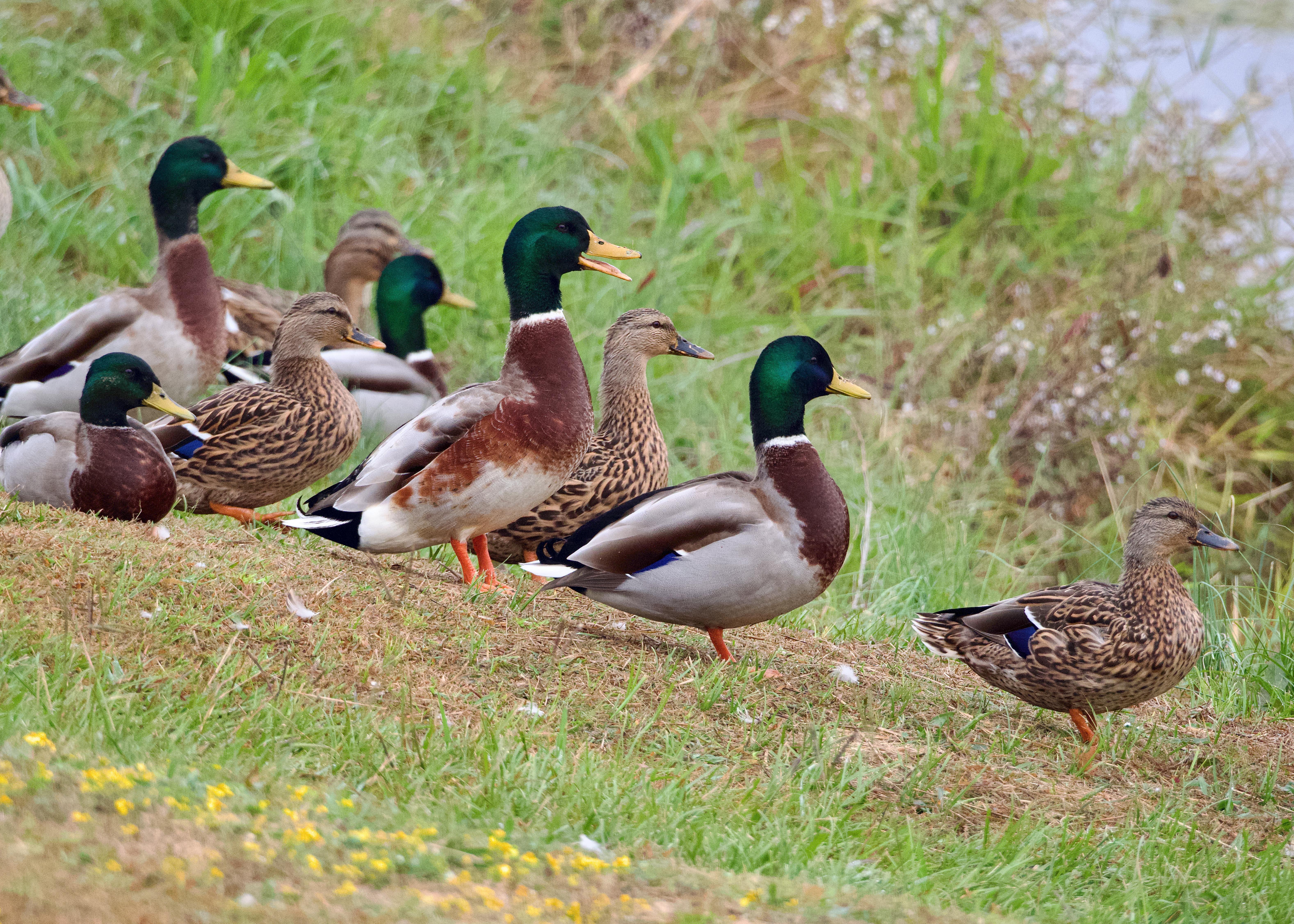 Flock of Mallard Ducks by Waterside in Alabama · Free Stock Photo