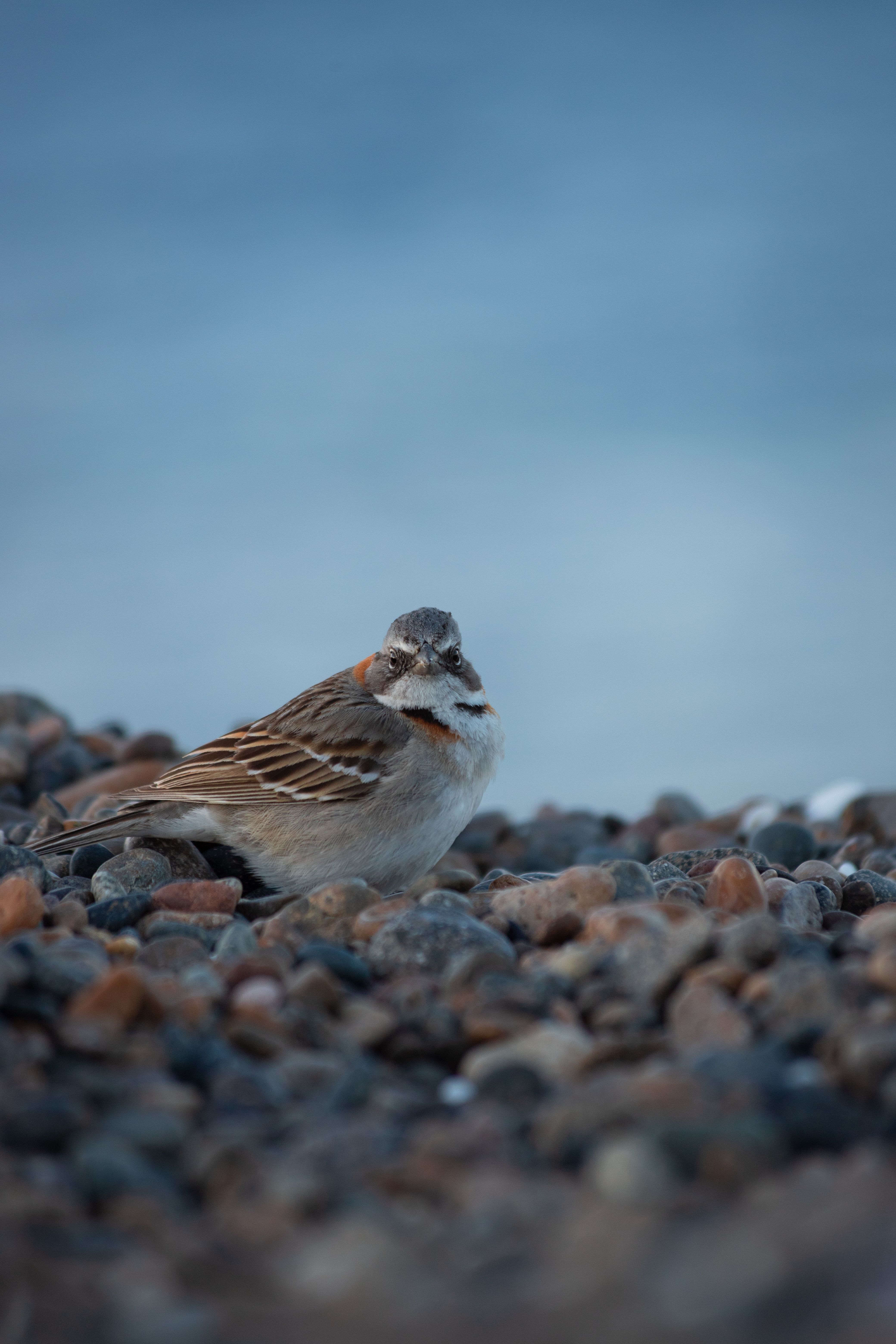 Sparrow Resting on Pebble Beach with Blue Background · Free Stock Photo