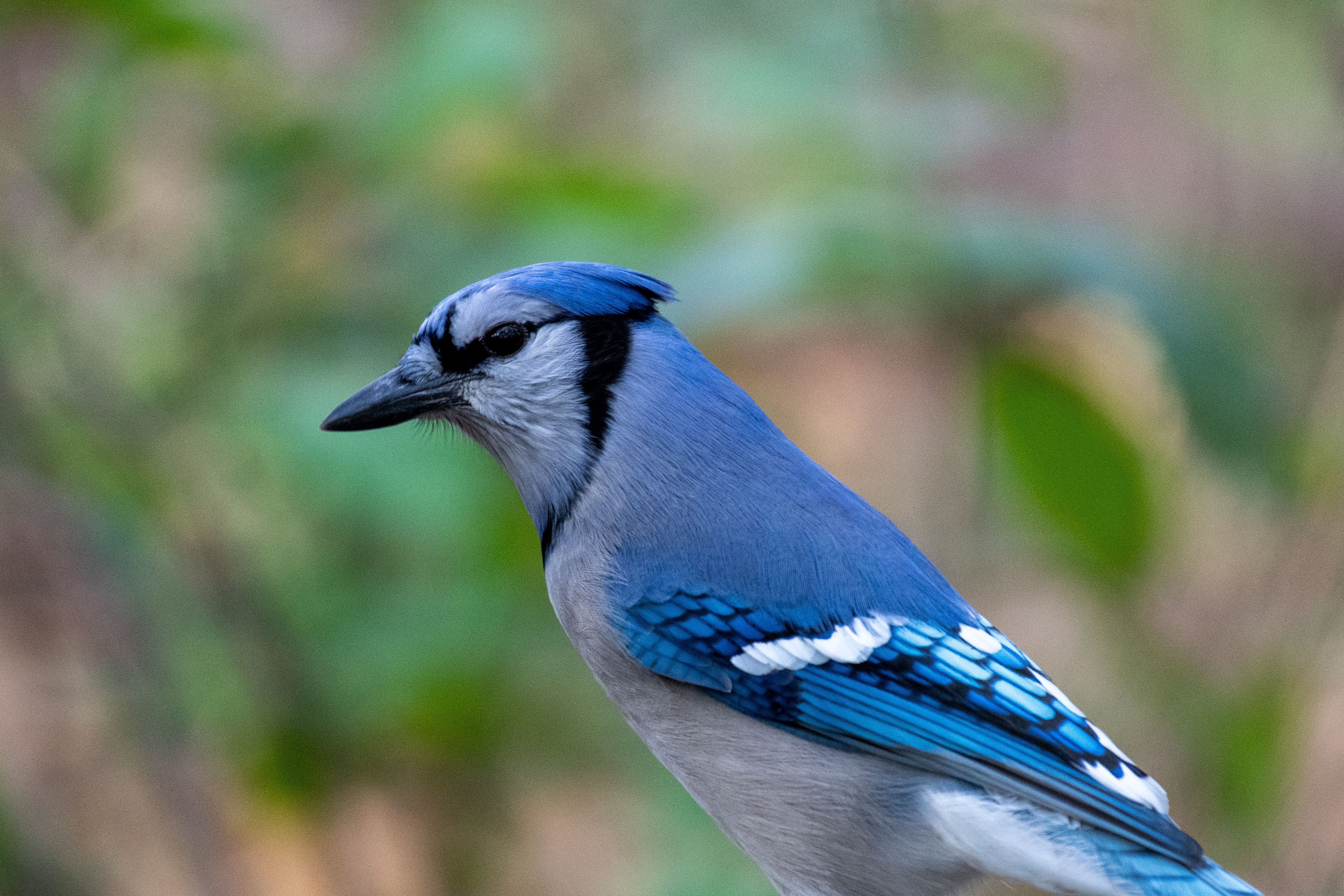 Blue Jay Bird in Close-up View · Free Stock Photo