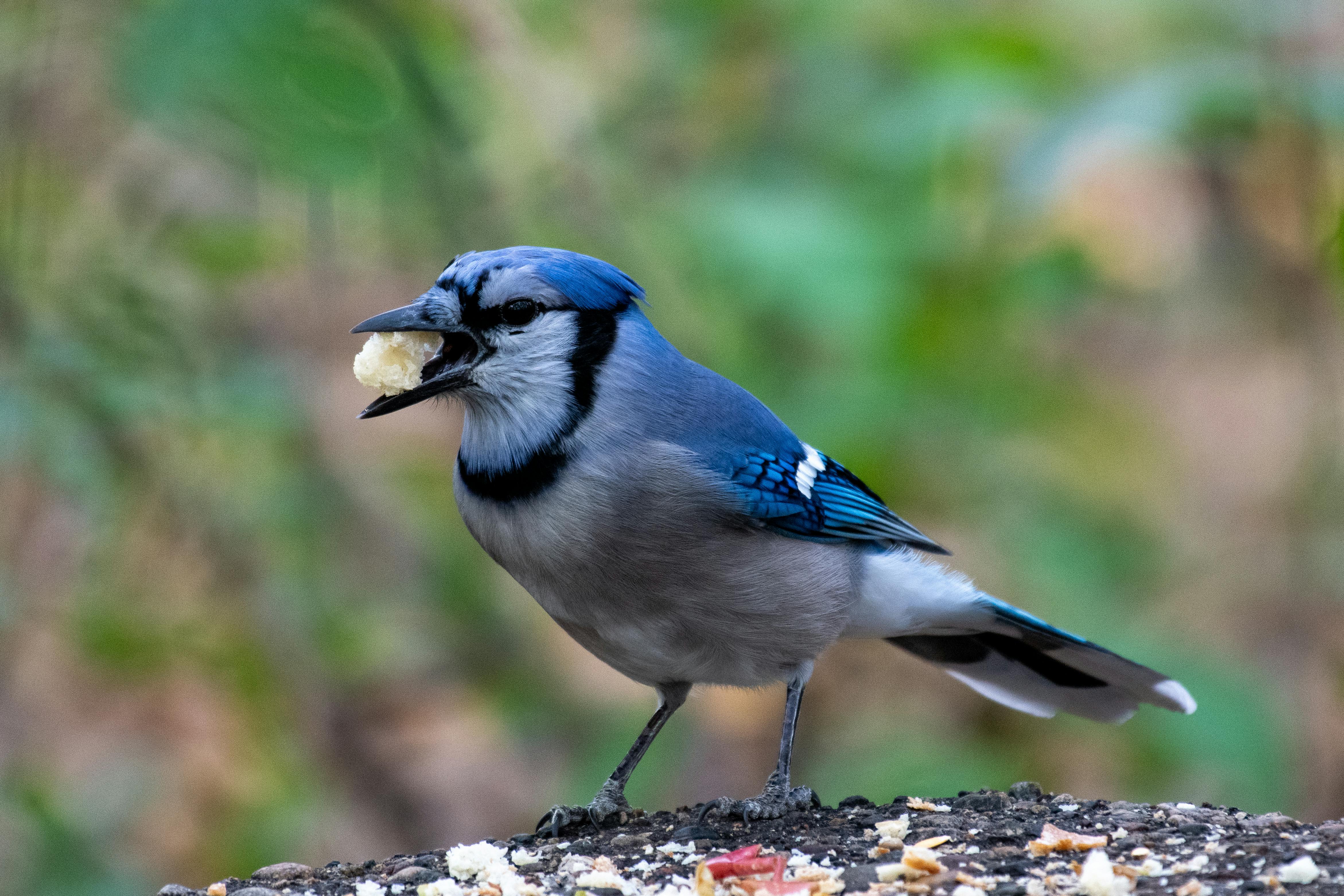 Blue Jay Eating in Natural Setting · Free Stock Photo