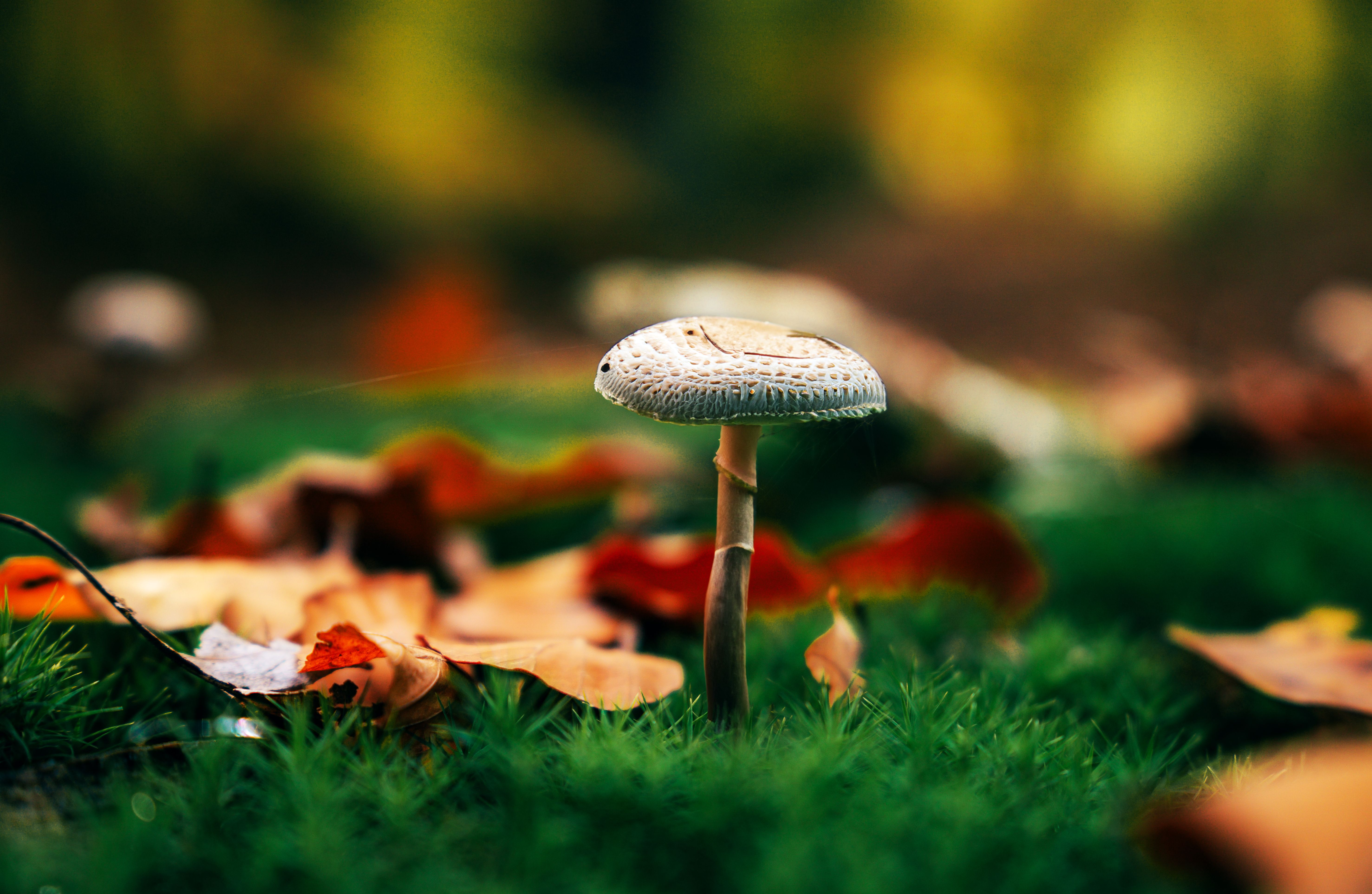 Detailed Mushroom in Autumn Leaves Landscape · Free Stock Photo