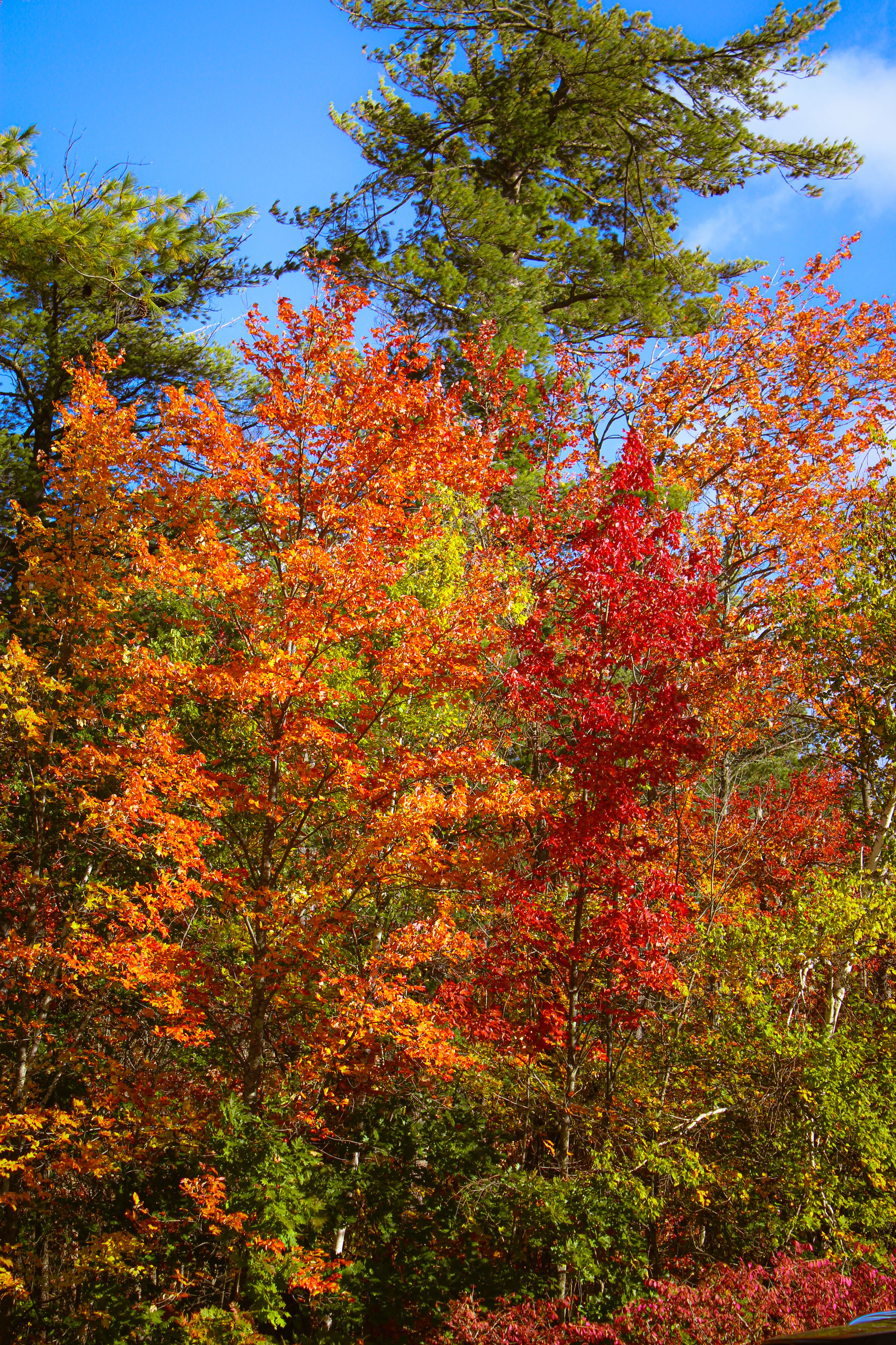 Autumnal Landscape of Hills and Trees · Free Stock Photo