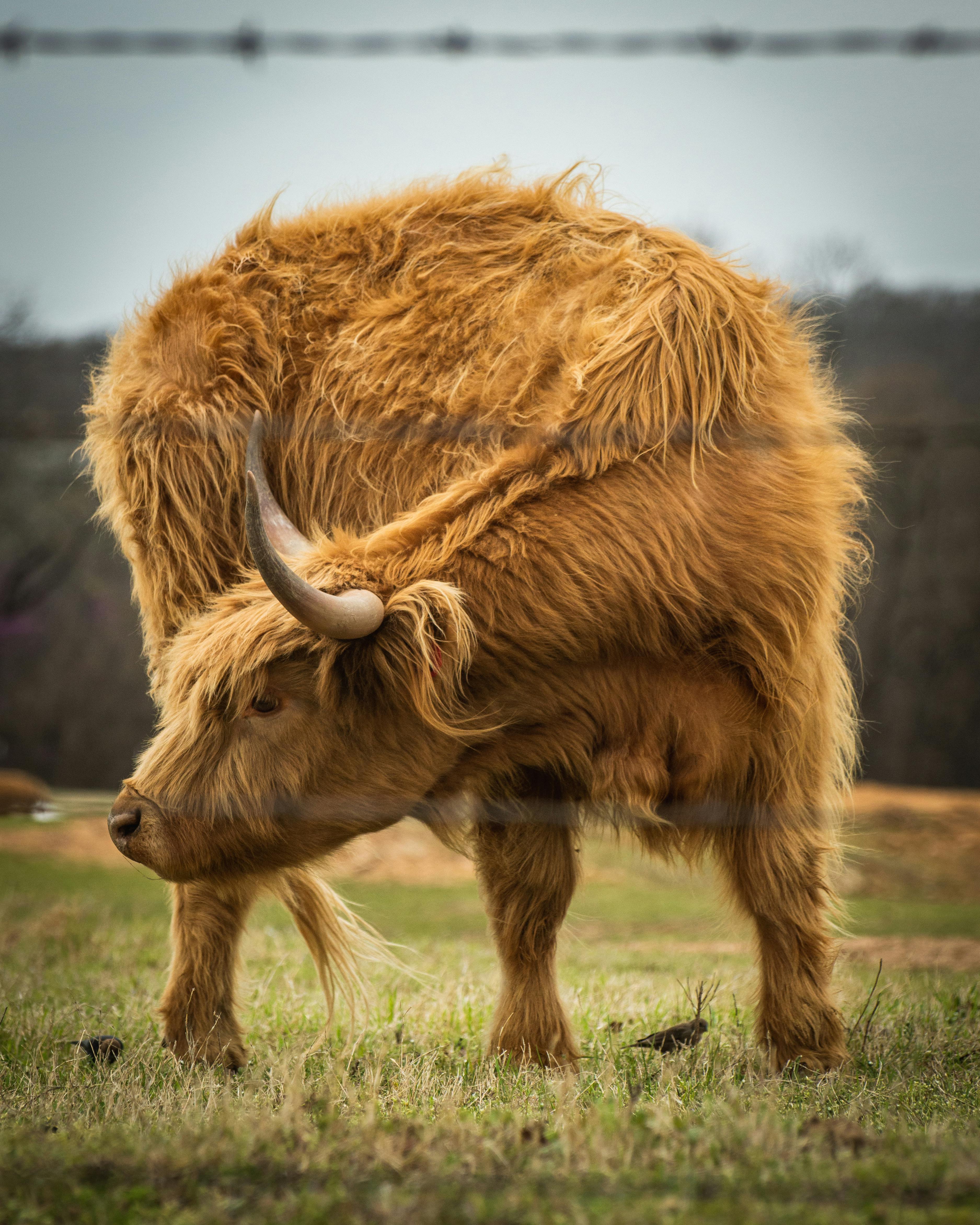 Majestic Highland Cow Grazing in Oklahoma Field · Free Stock Photo
