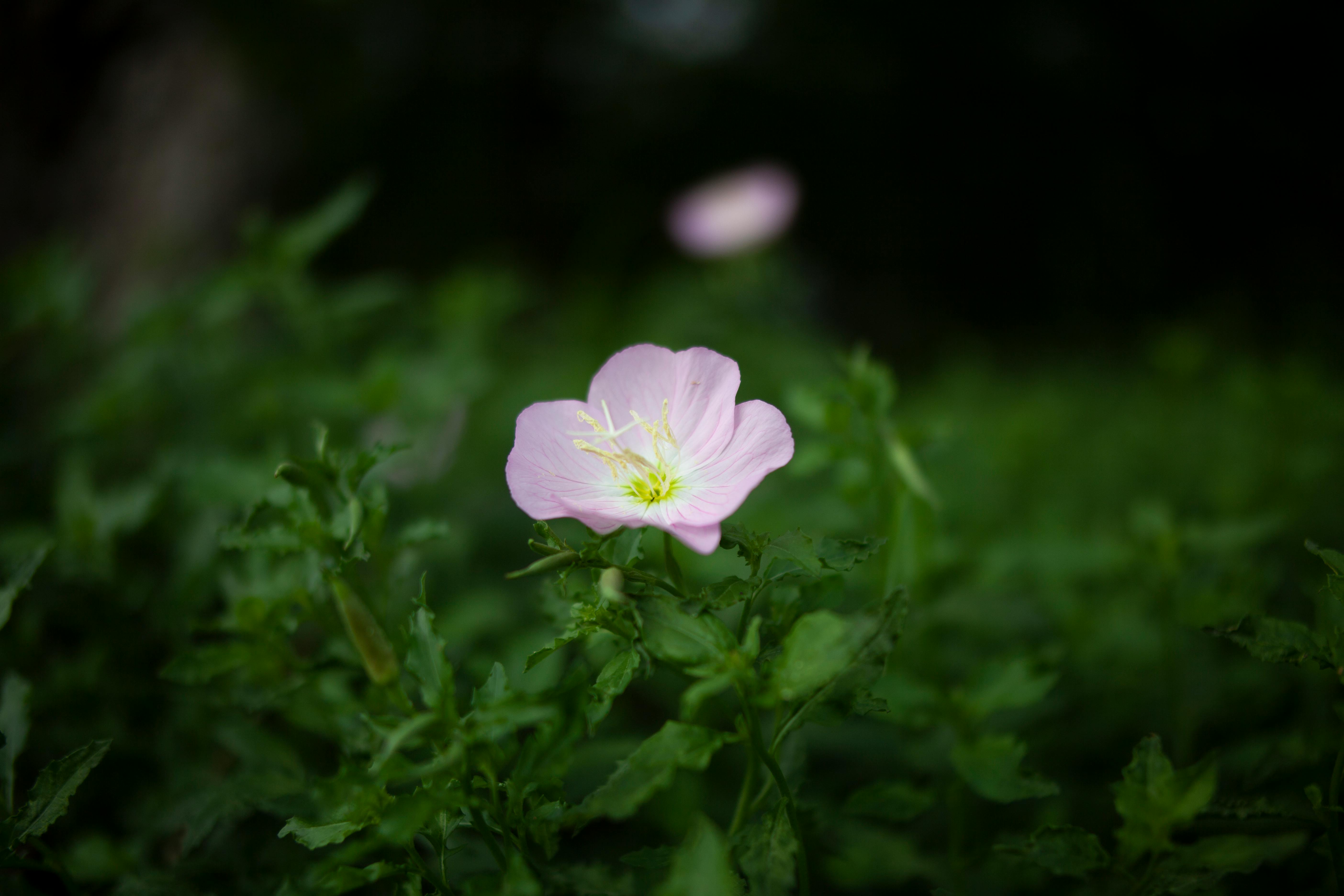 Primrose Photos, Download The BEST Free Primrose Stock Photos & HD Images