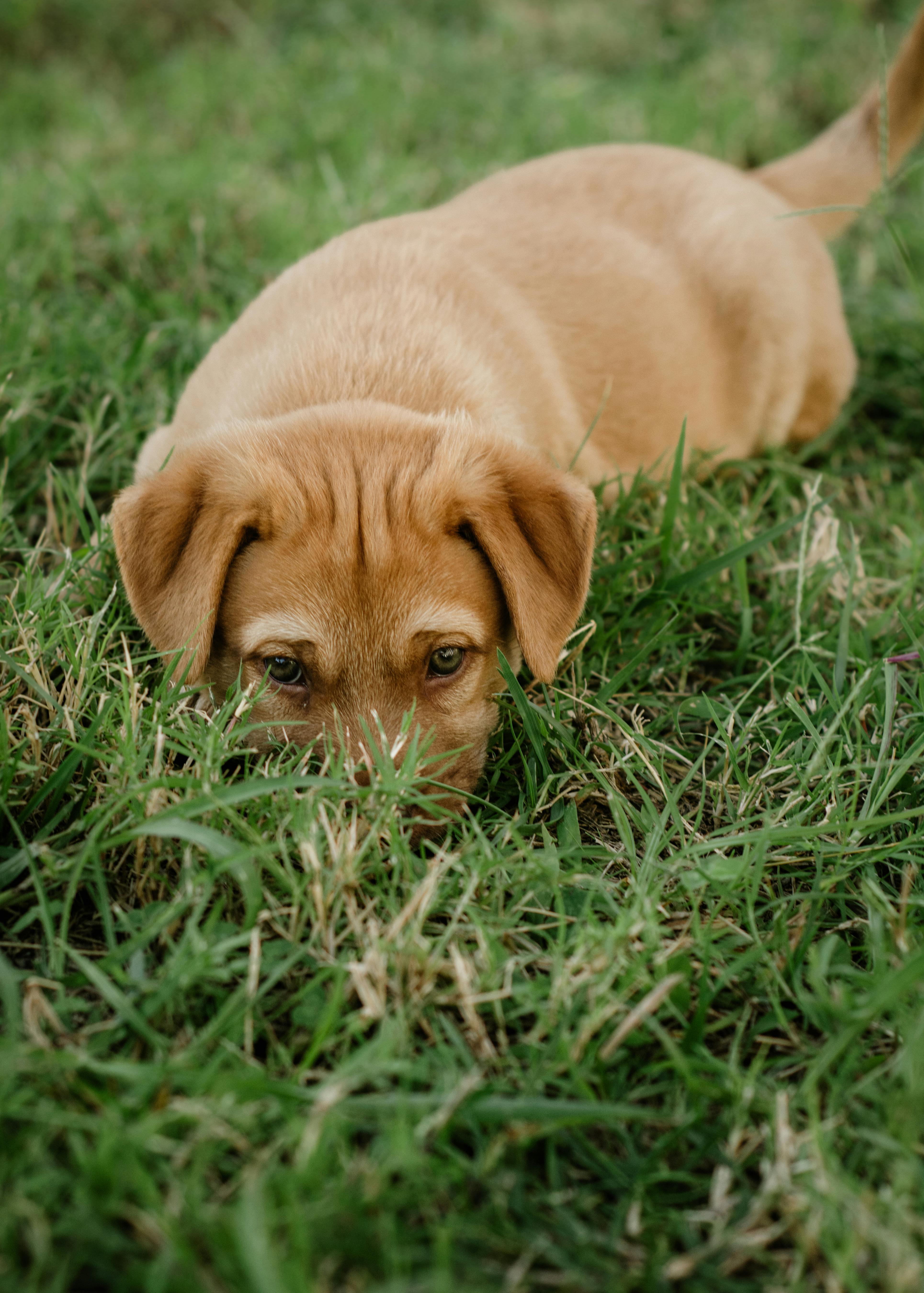 Playful Puppy Hidden in Grass Outdoors · Free Stock Photo