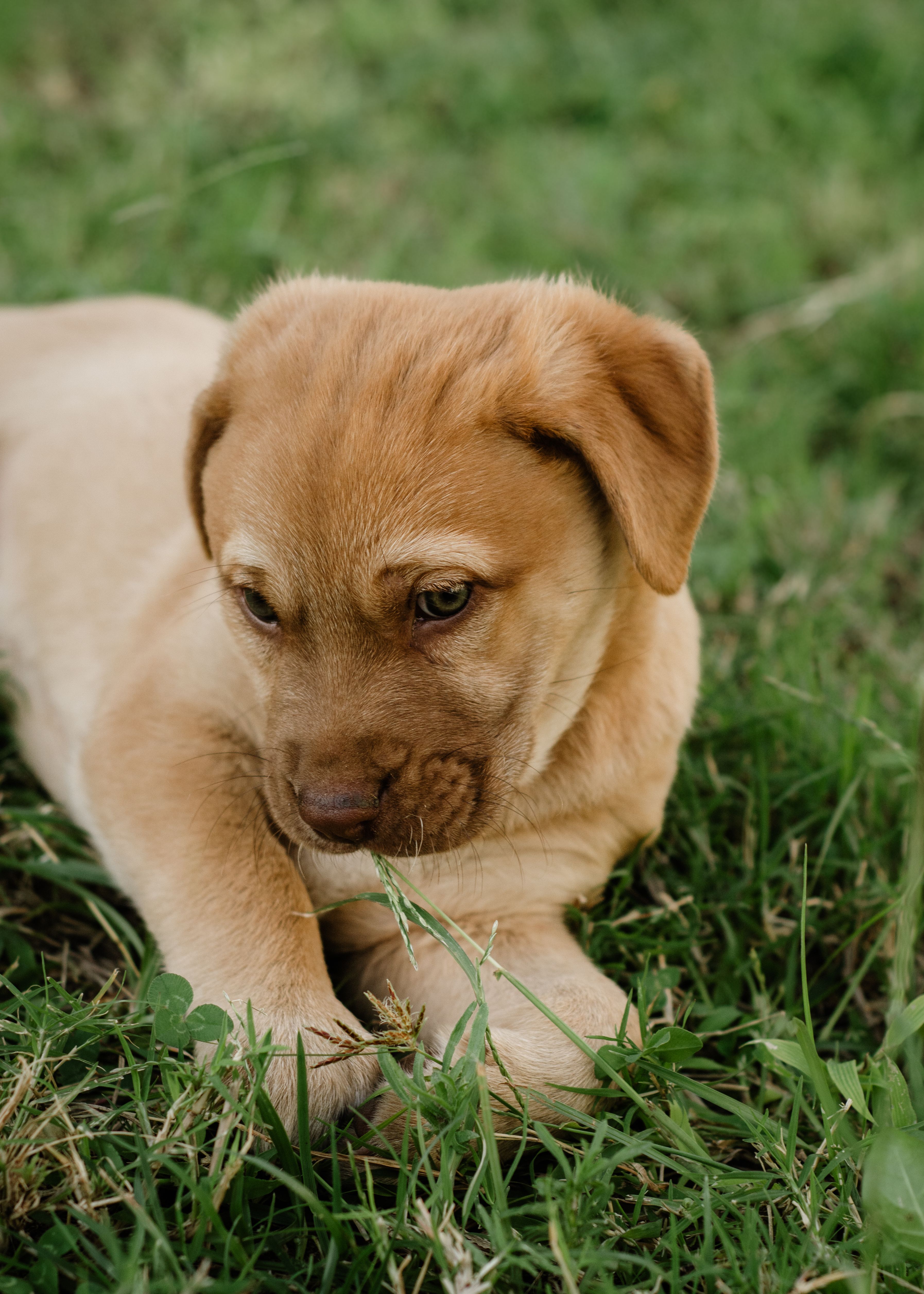 Adorable Brown Puppy Lying on Grass Outdoors · Free Stock Photo