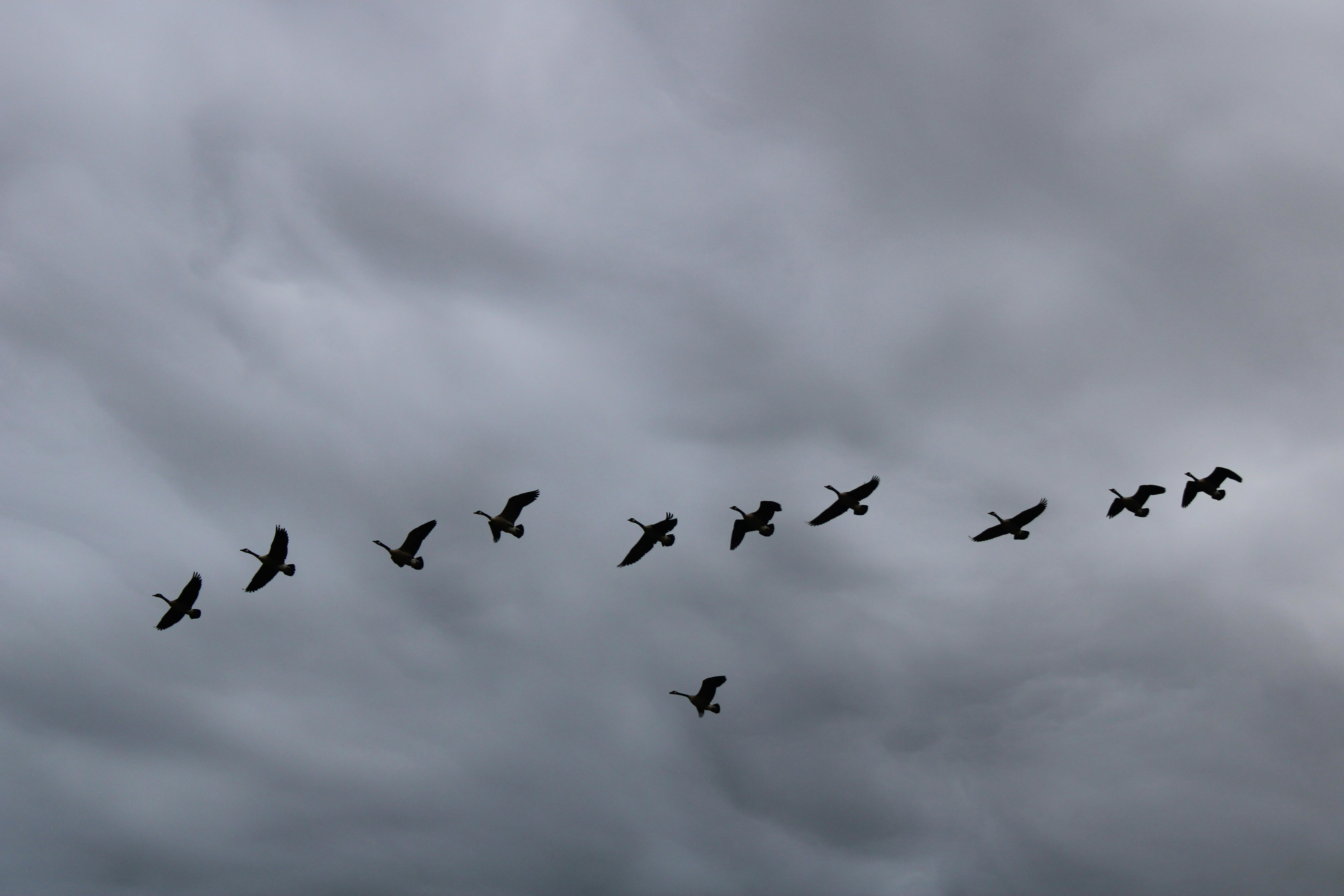 Flock of Geese Flying Under Stormy Sky · Free Stock Photo