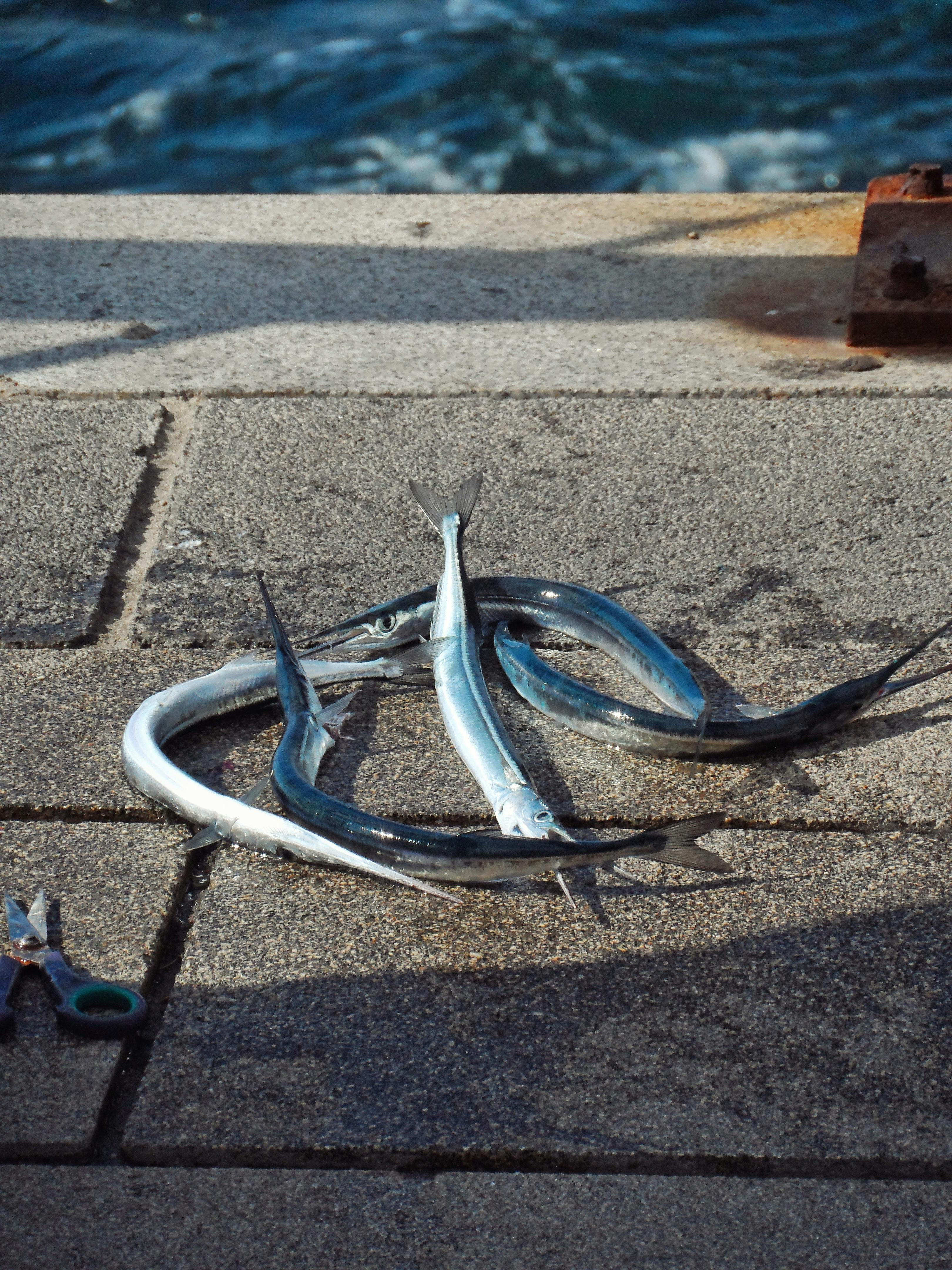 Freshly Caught Needlefish by the Sea · Free Stock Photo