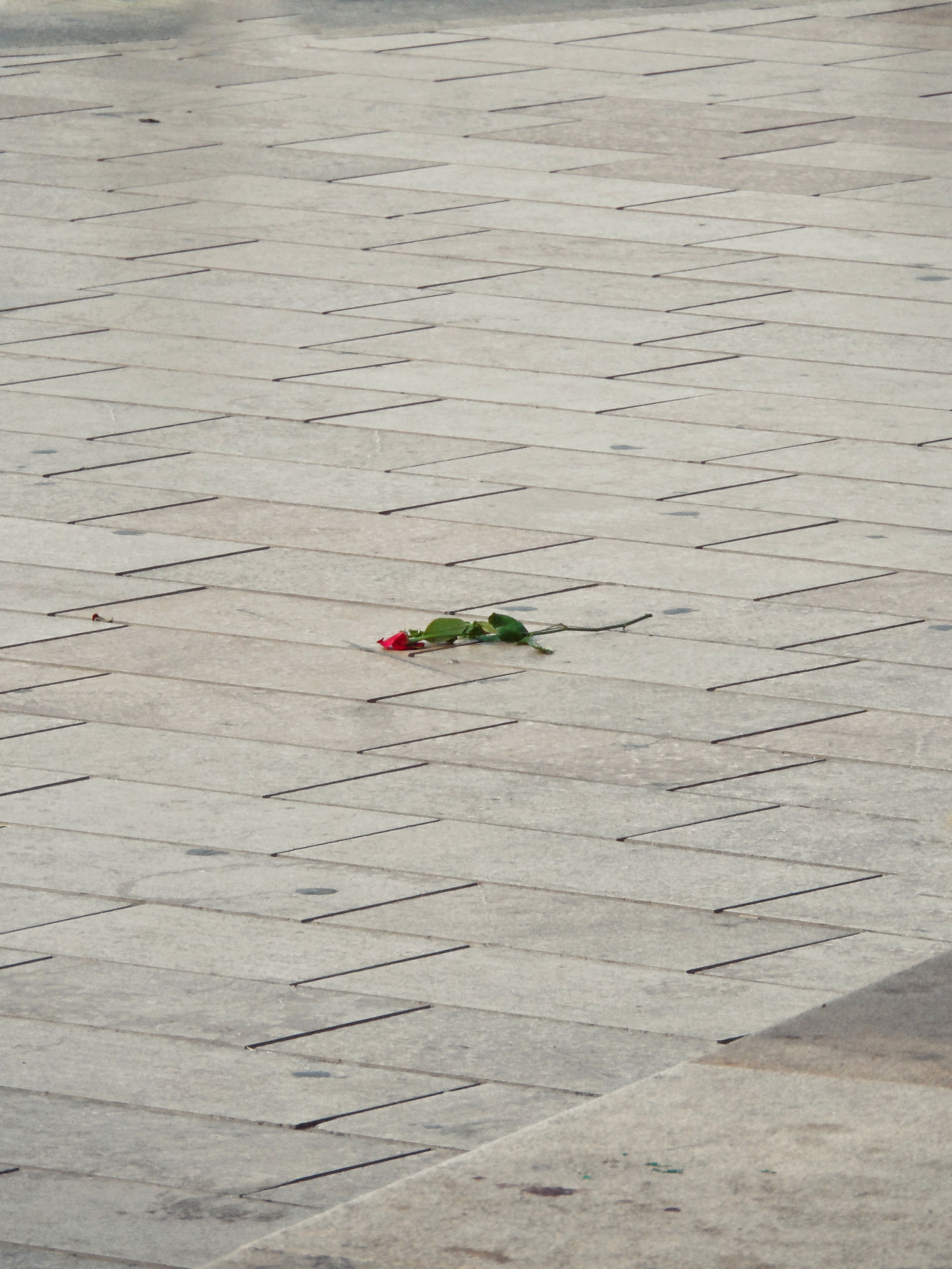 Lonely Red Rose on City Pavement · Free Stock Photo