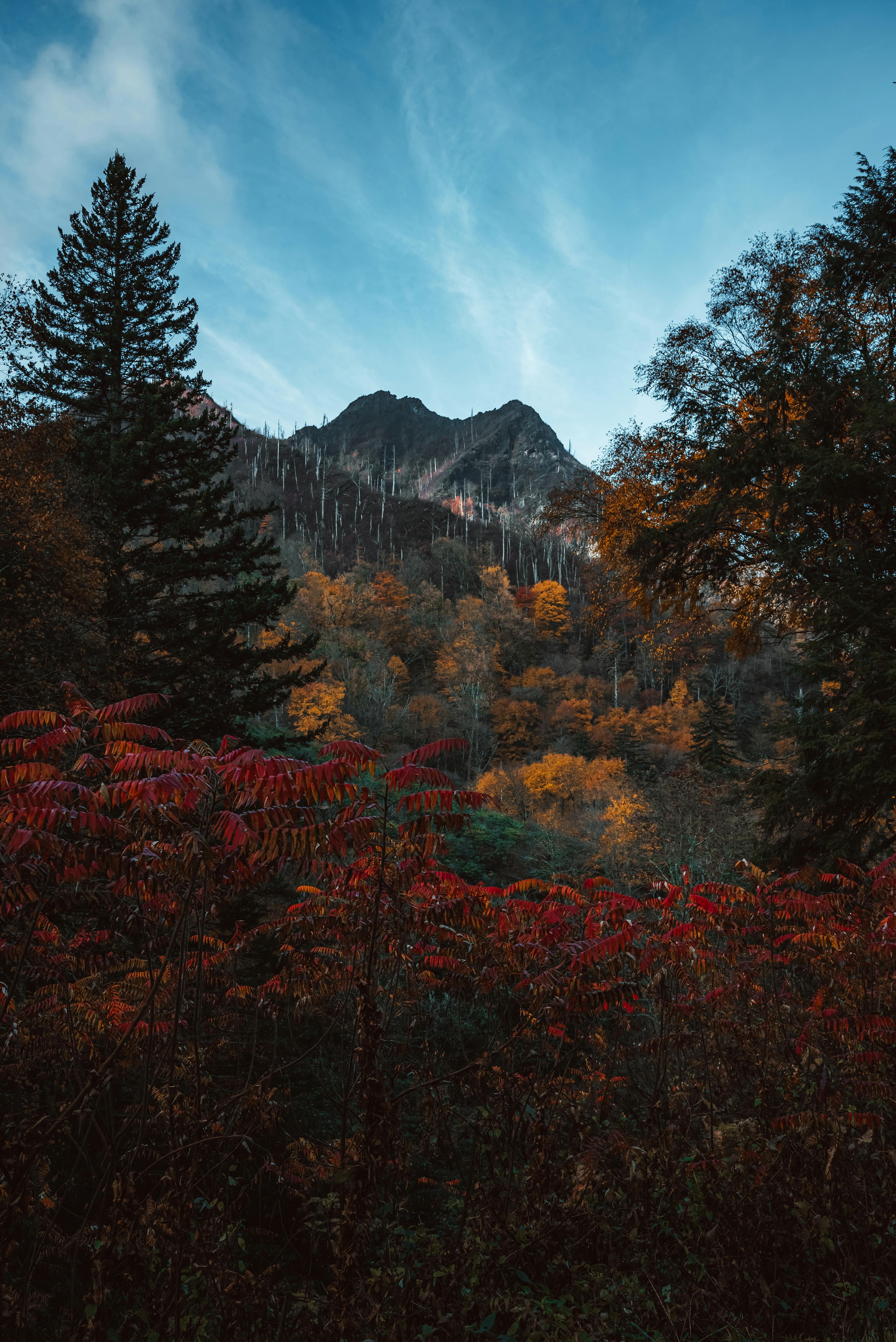 Majestic Autumn Mountain Scene with Vibrant Foliage · Free Stock Photo