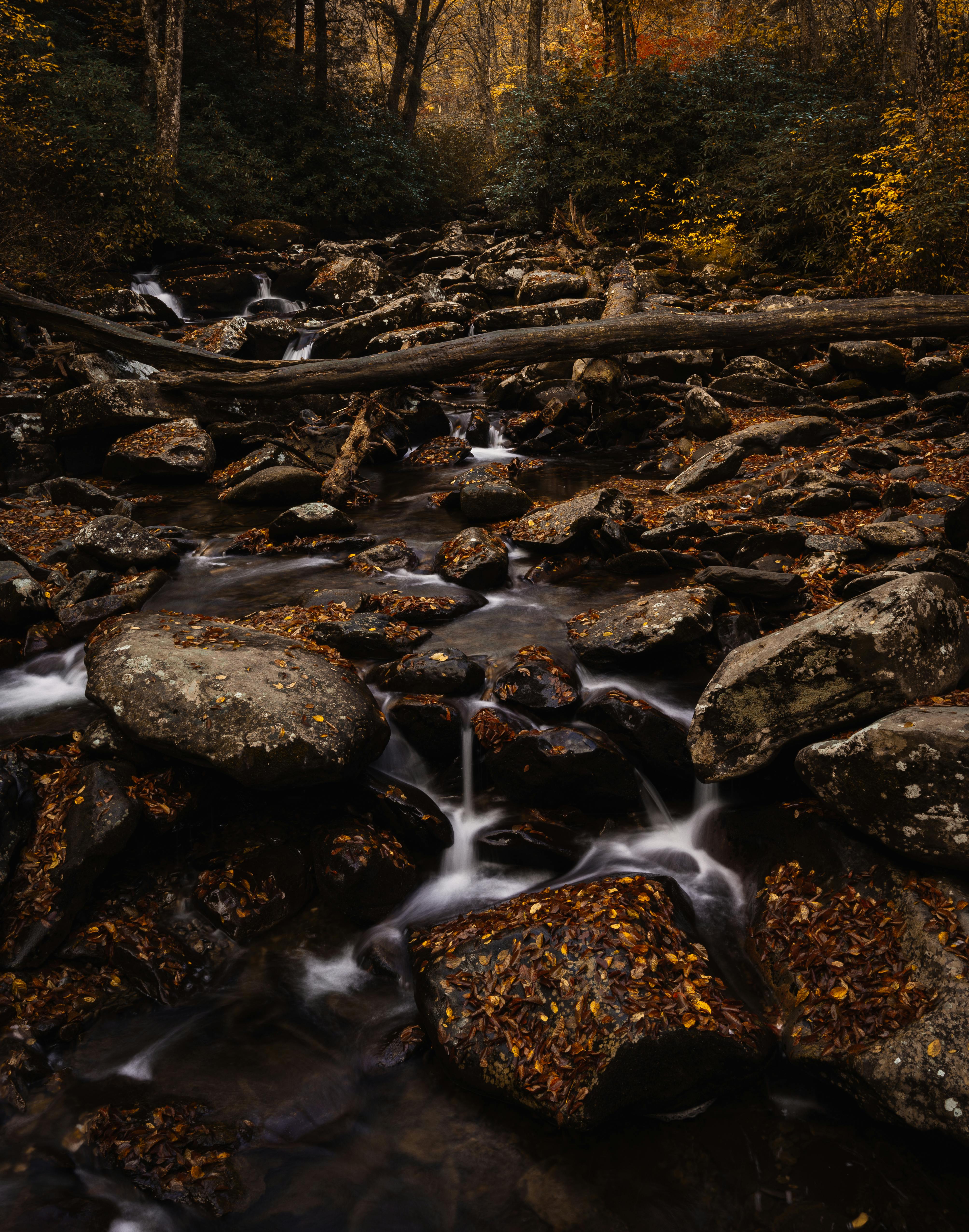 Photography of Fall Trees · Free Stock Photo