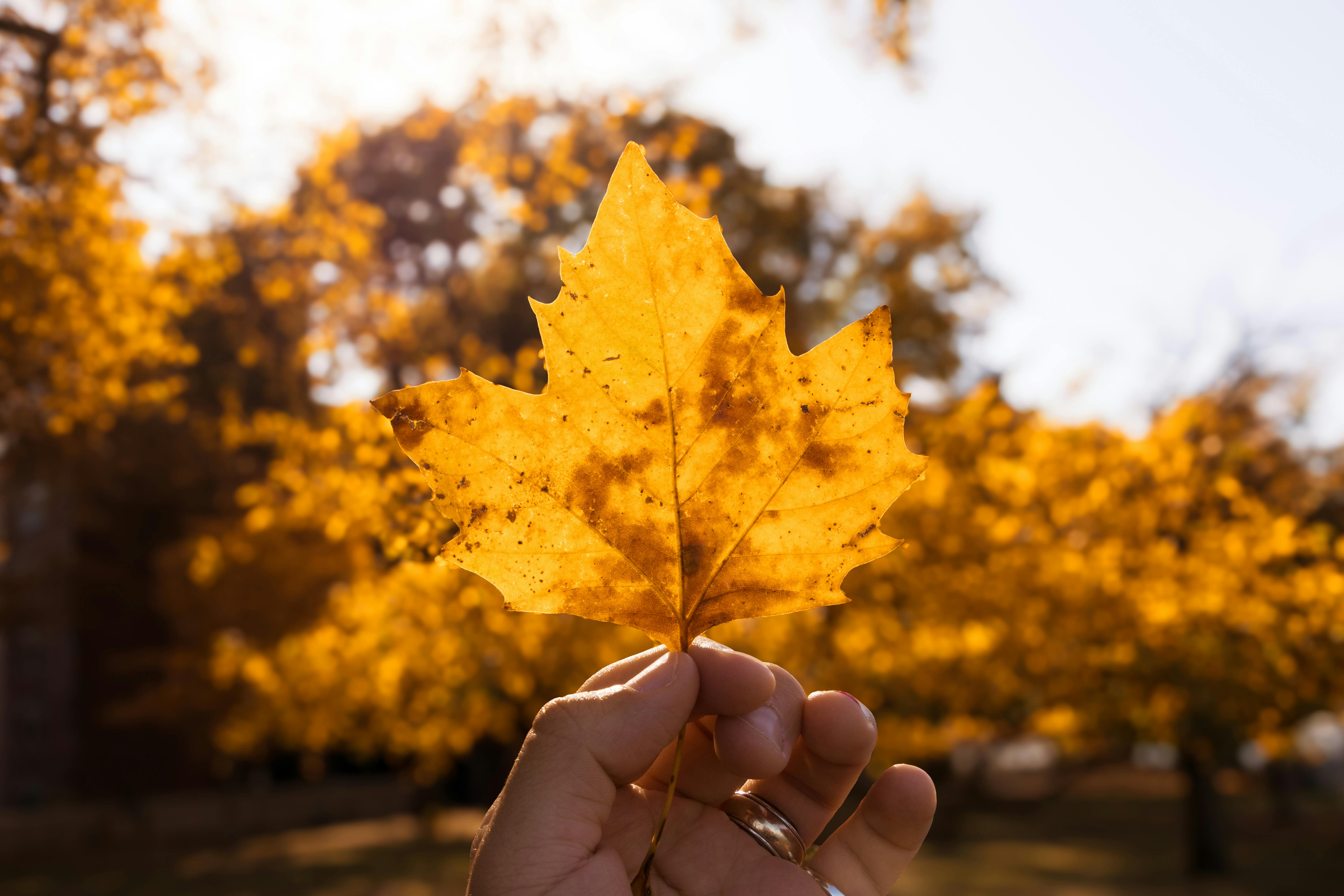 Golden Autumn Leaf in Sunlit New York Park · Free Stock Photo