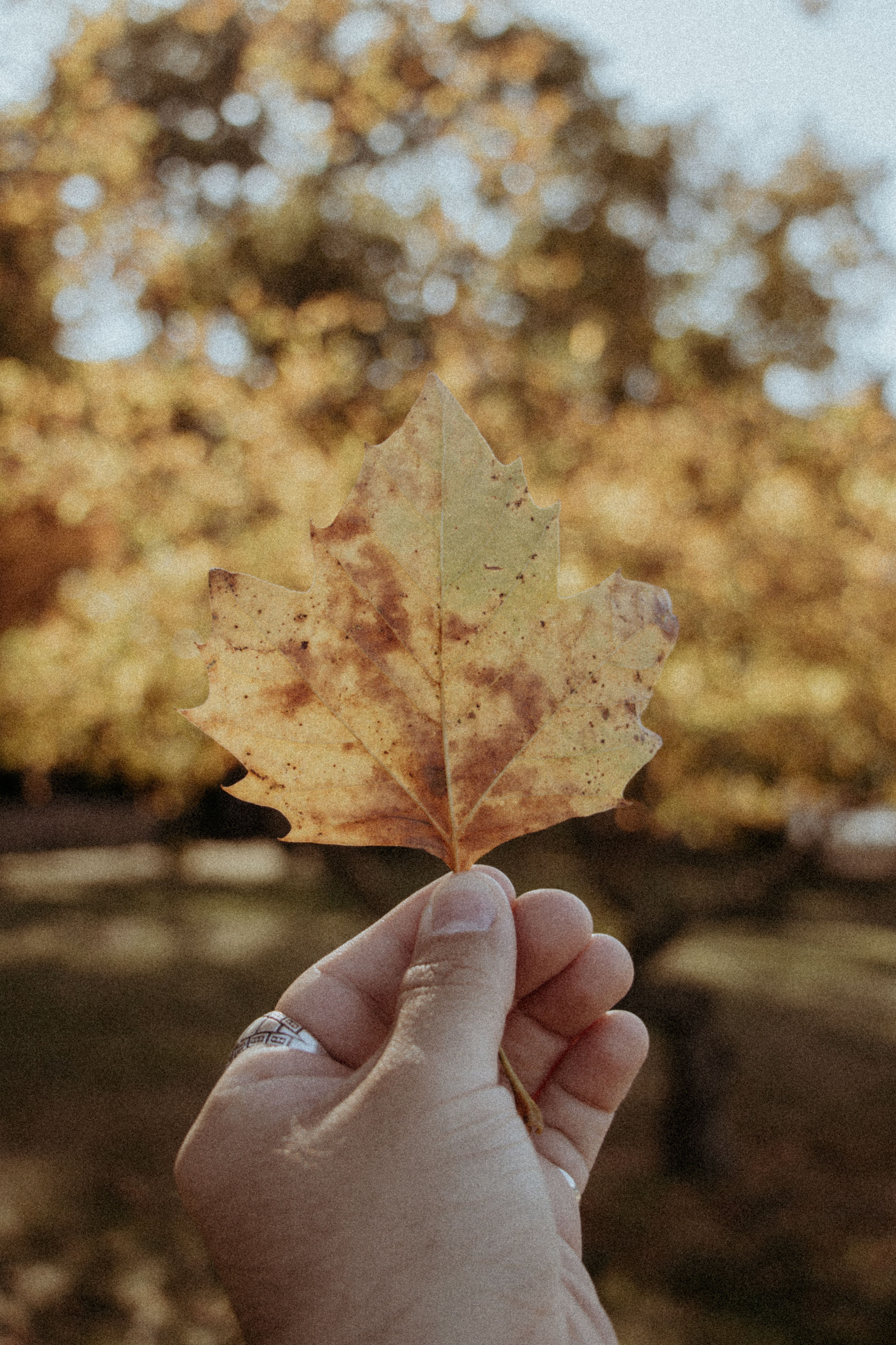 Hand Holding Autumn Leaf in New York Park · Free Stock Photo