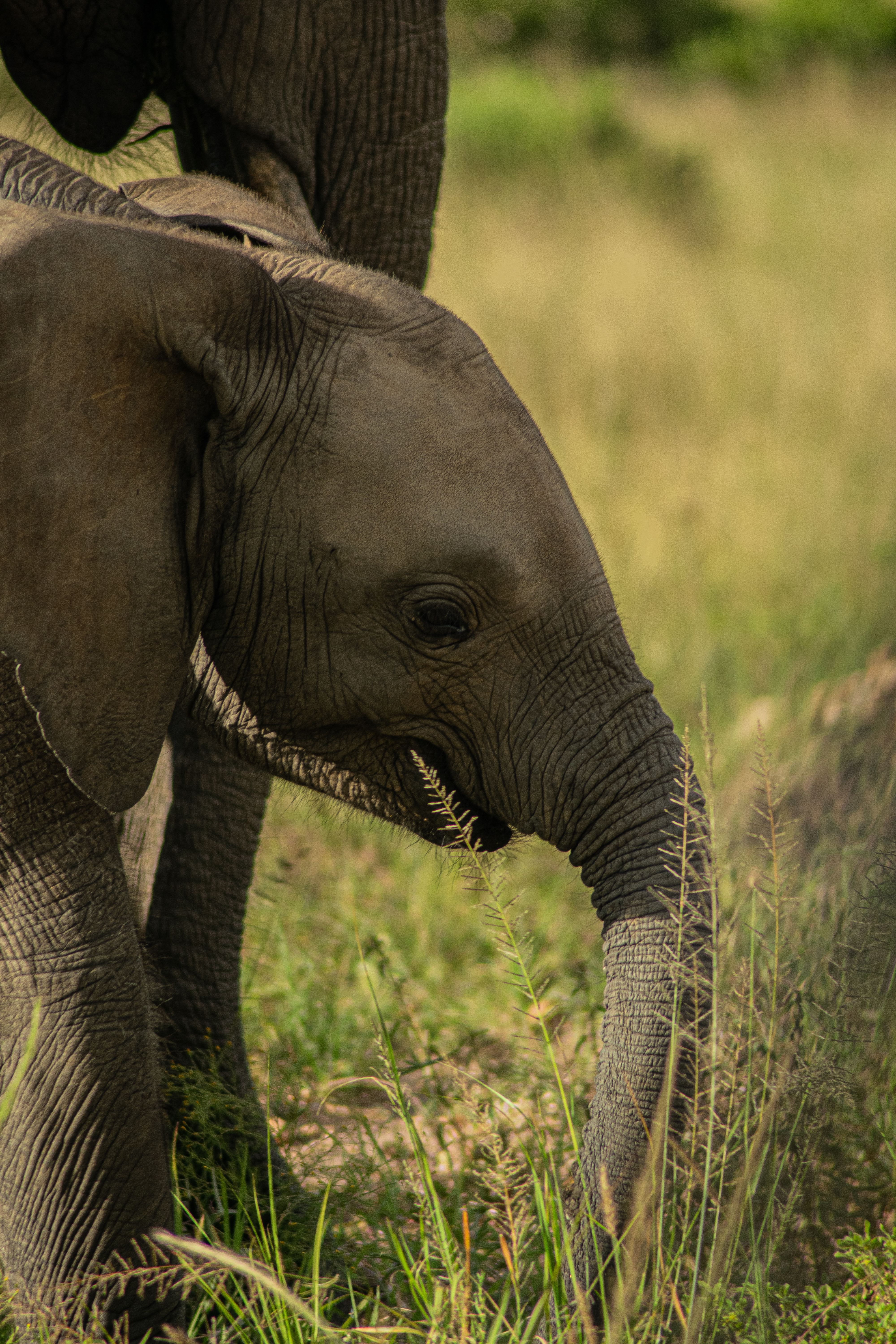 Elephant Walking · Free Stock Photo
