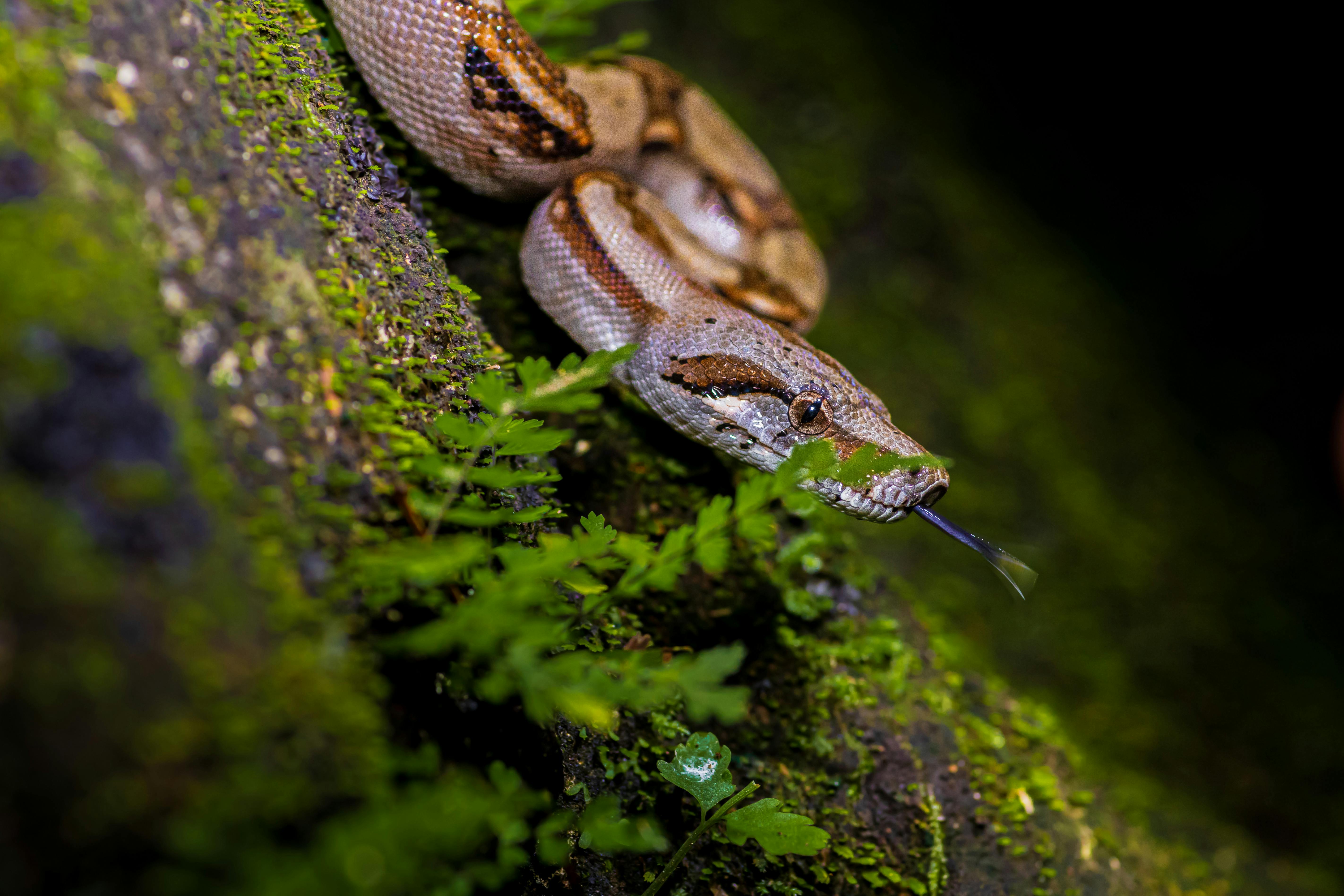 Short Tailed Boa Constrictor Snake: Habitat, Diet, and Care