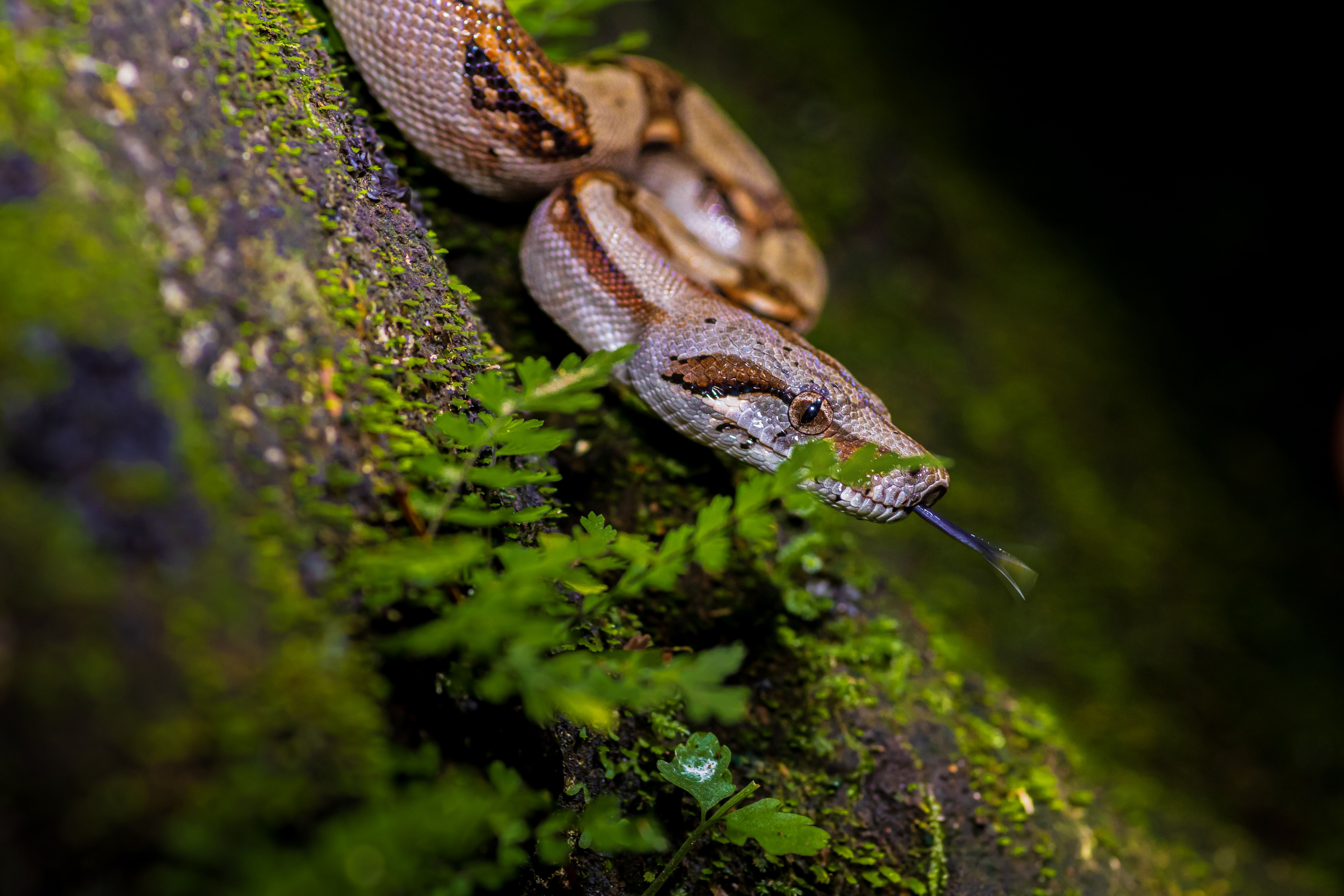 Close-Up of Boa Constrictor in Natural Habitat · Free Stock Photo