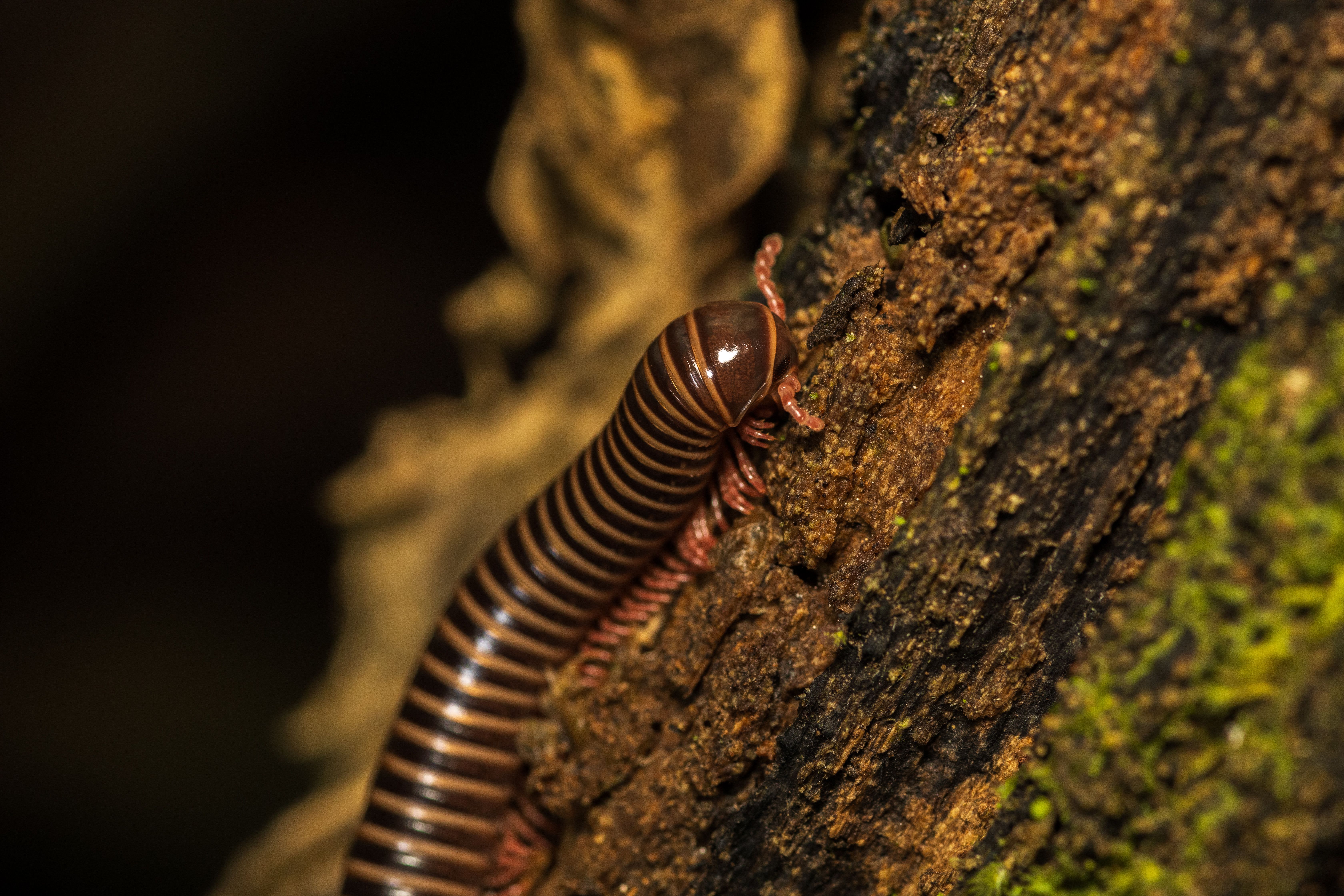 Close-Up Shot of a Millipede on a Grass · Free Stock Photo