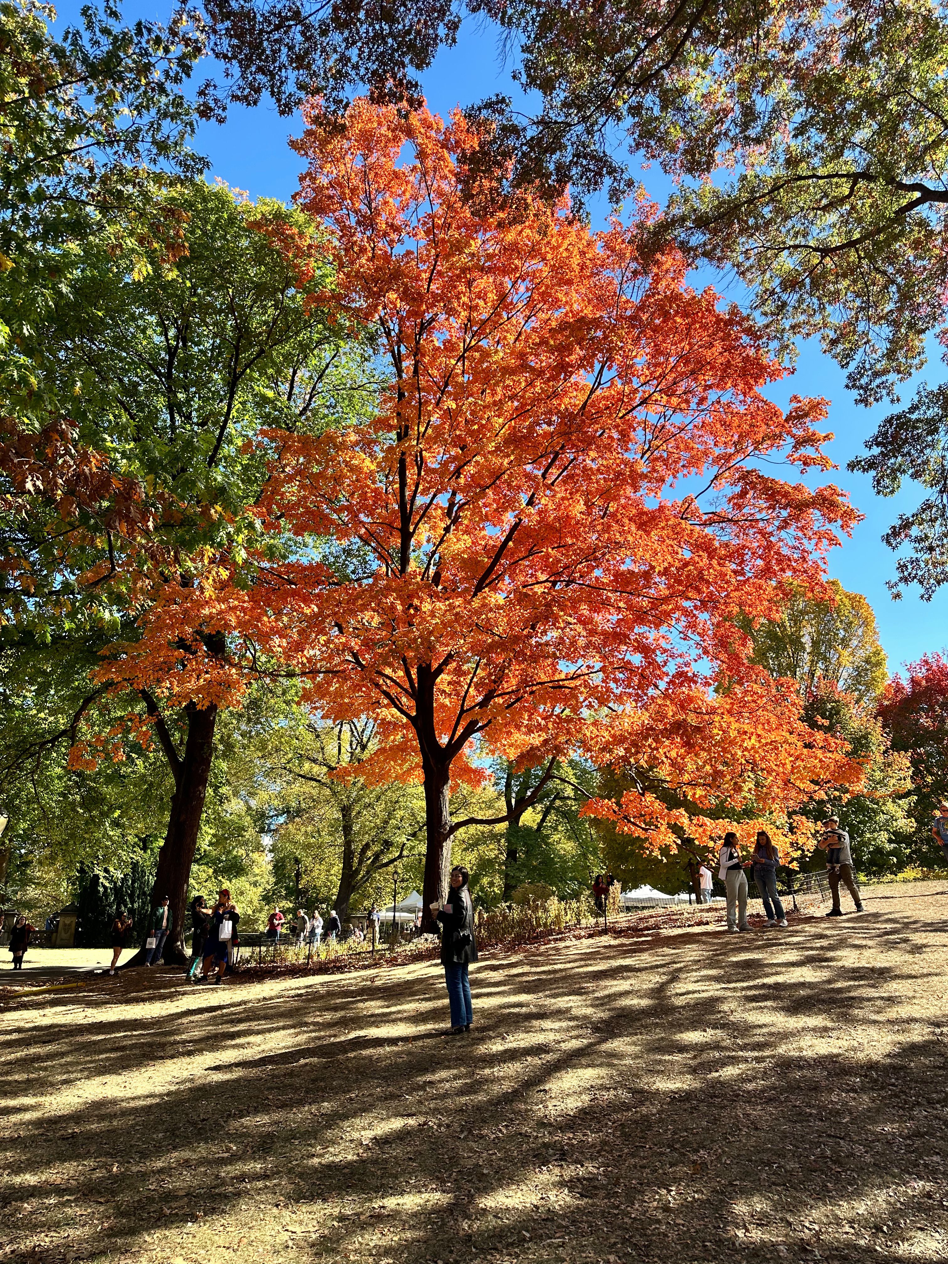 Vibrant Fall Colors in Central Park, NYC · Free Stock Photo