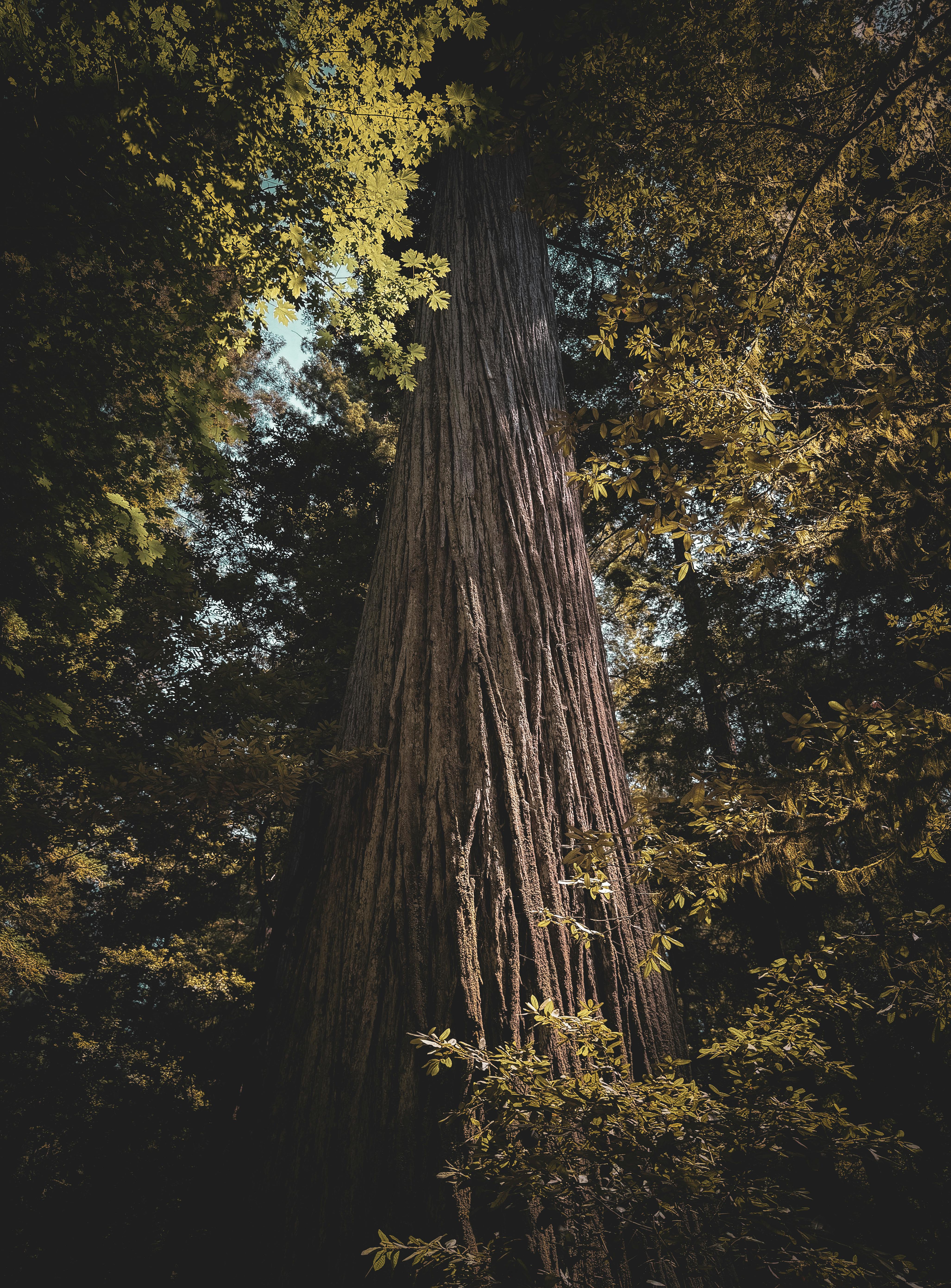 Redwood Hyperion Tree Photos, Download The BEST Free Redwood Hyperion ...