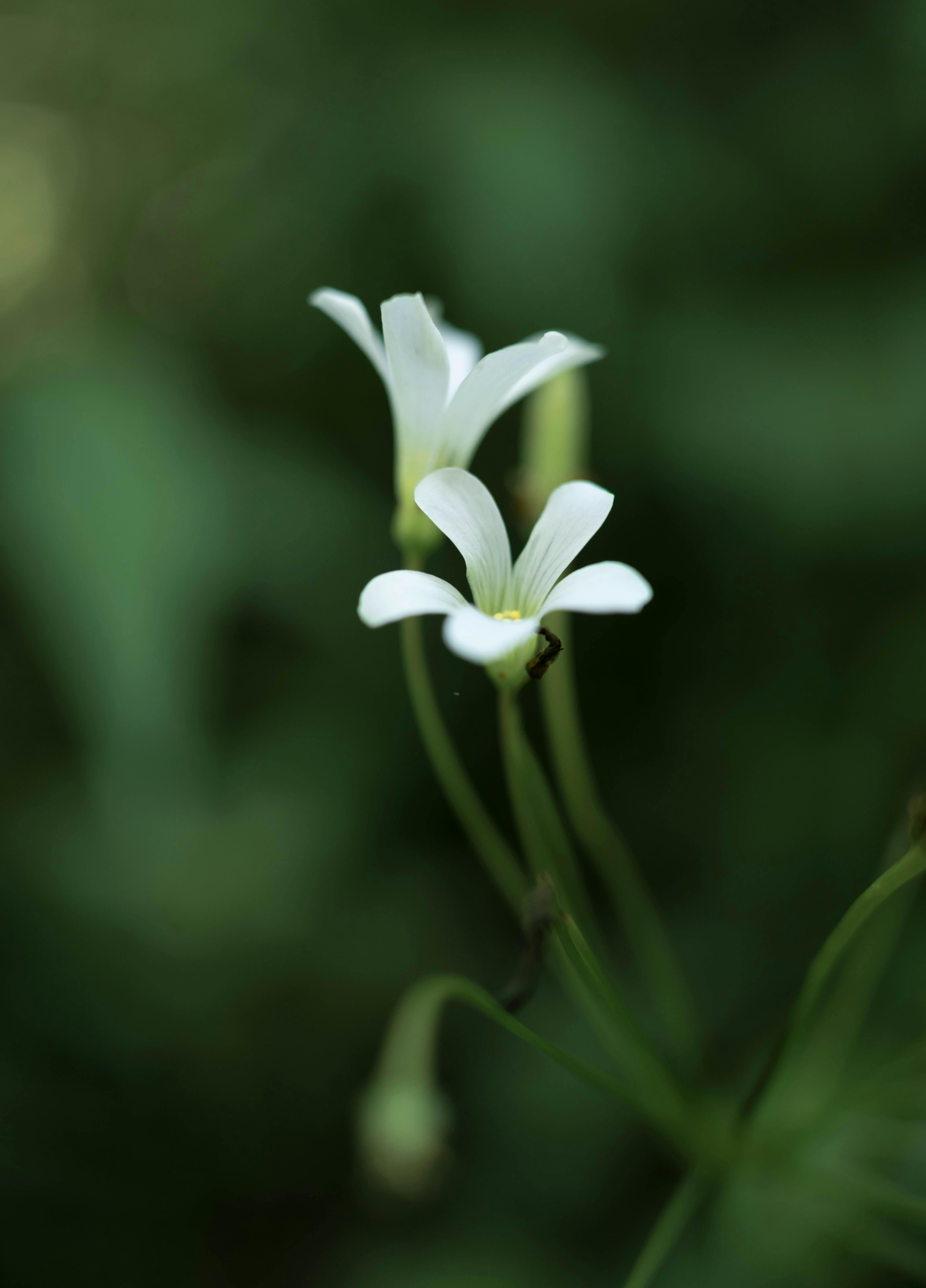 Pure Backgrounds Photos, Download The BEST Free Pure Backgrounds Stock ...