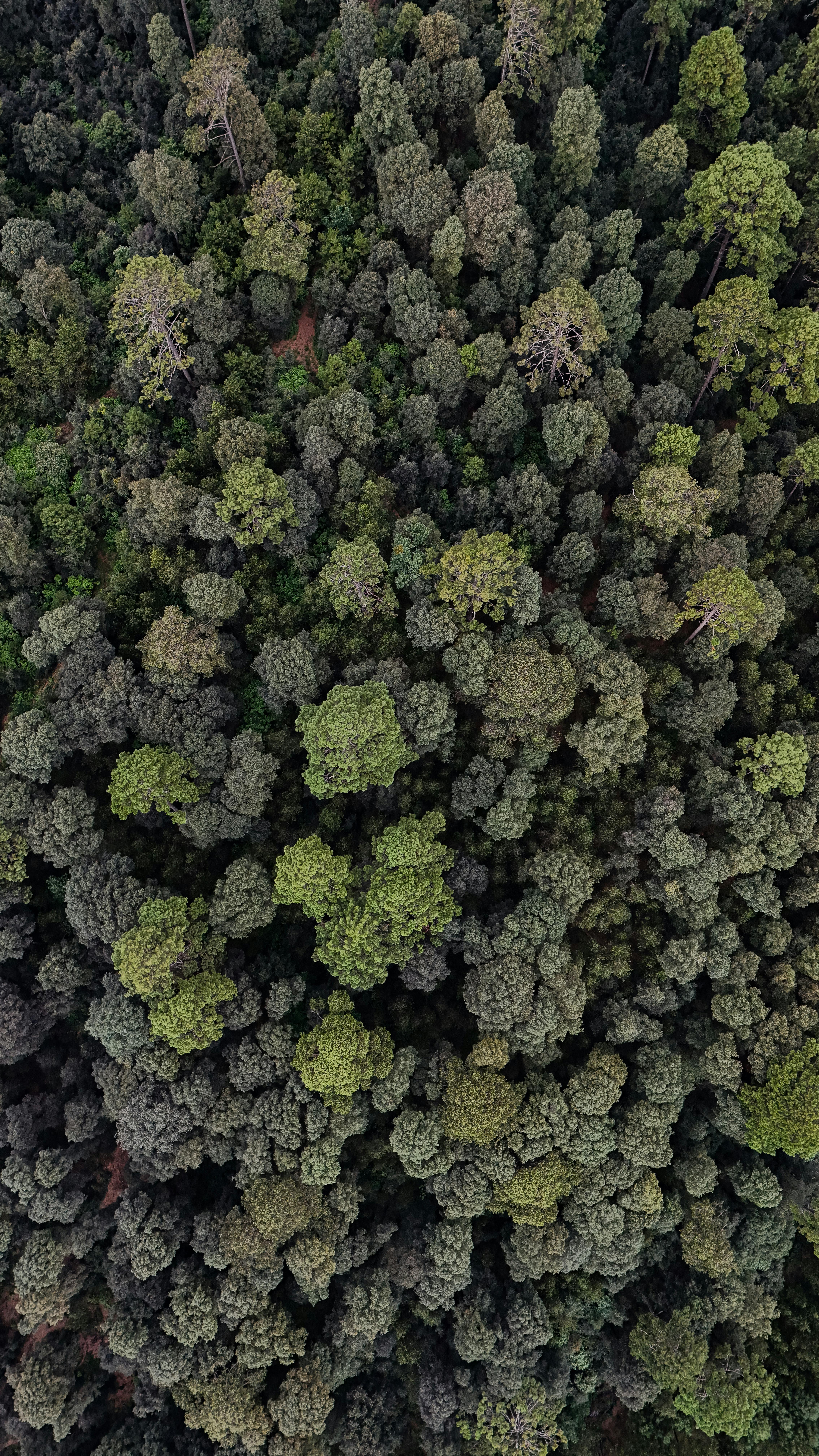 Aerial View of Lush Forest Canopy in Mexico · Free Stock Photo