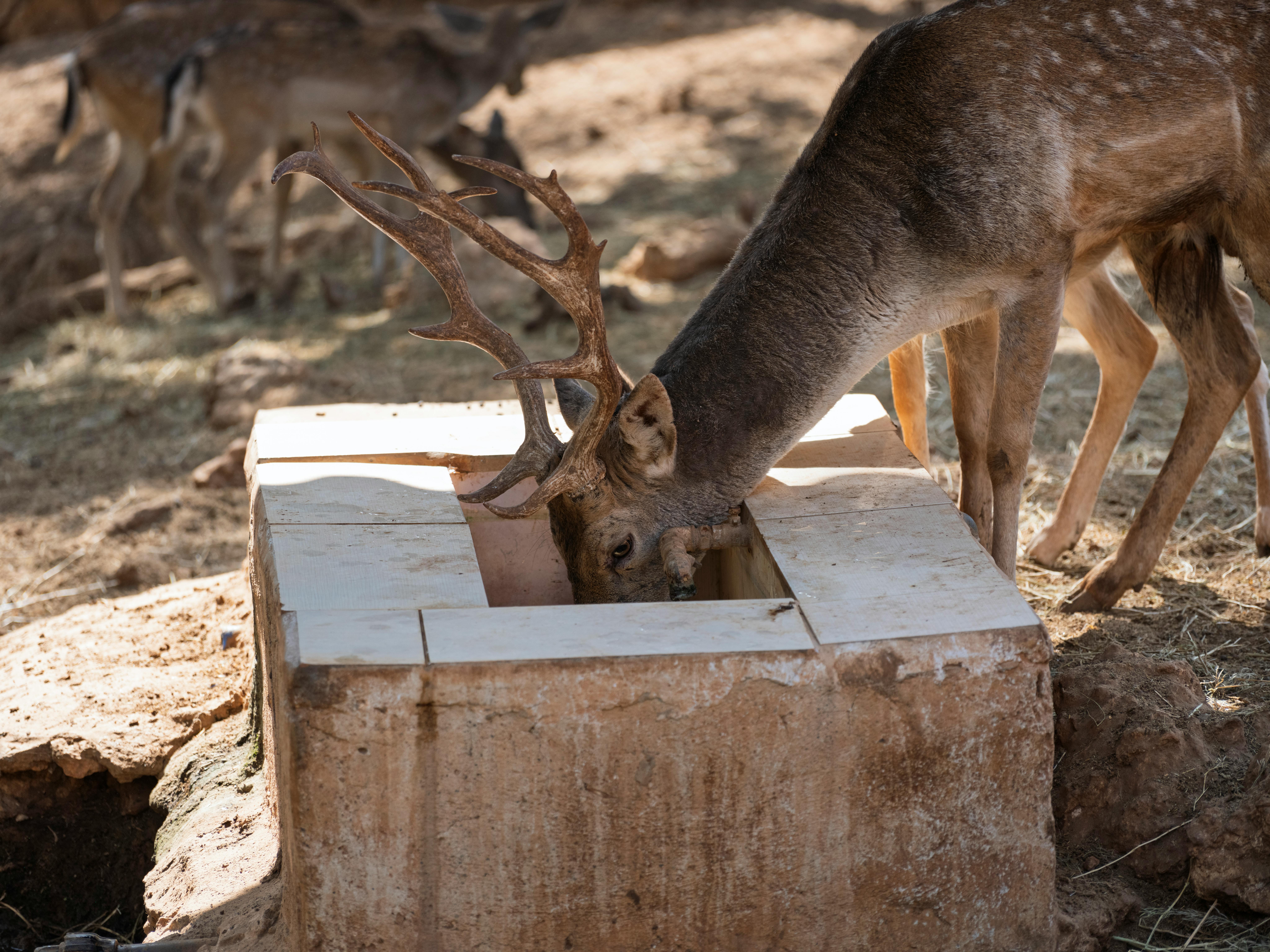 Royal Stag Packaged Drinking Water Photos, Download The BEST Free Royal ...