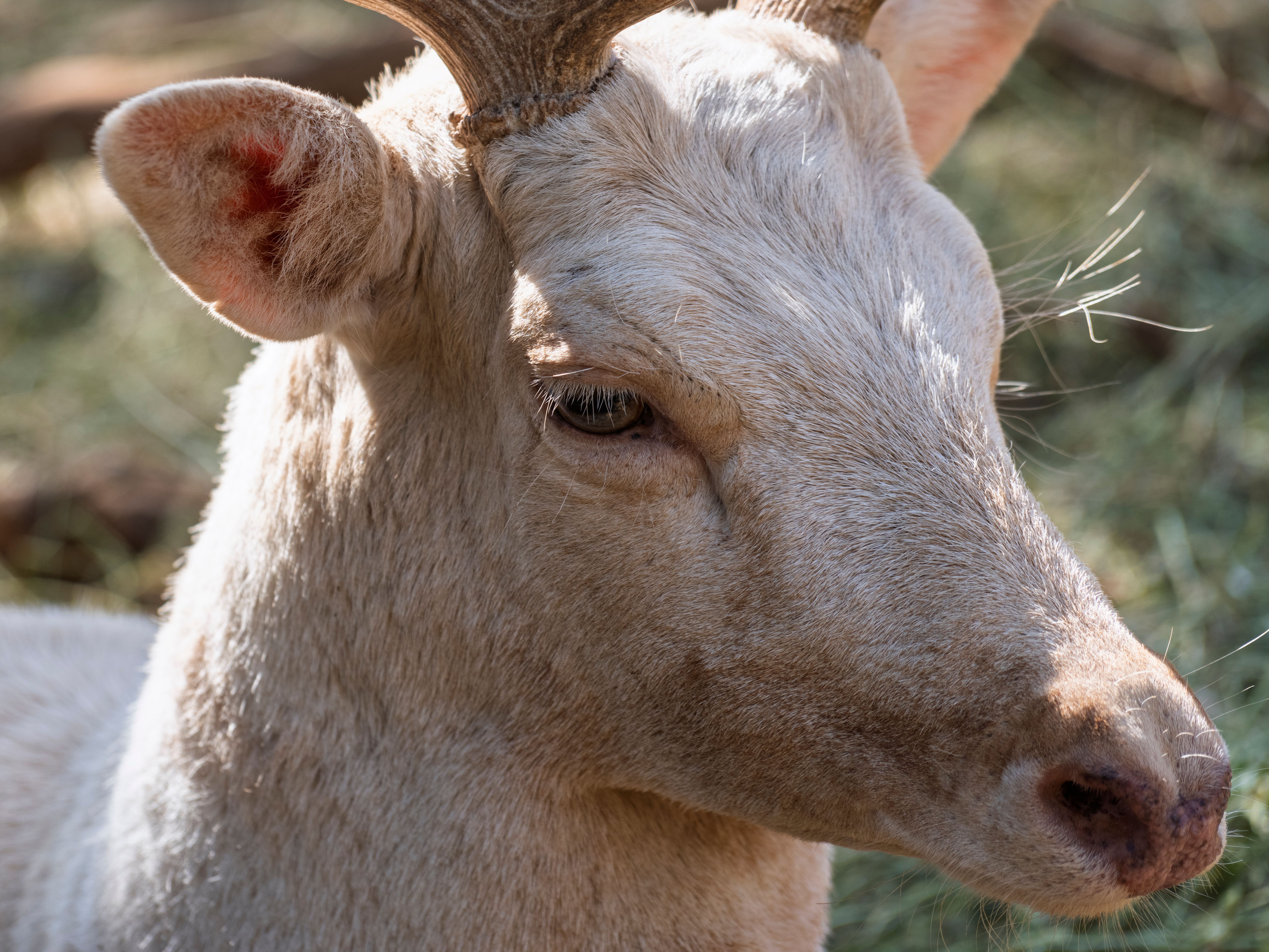 Close-Up Portrait of a White Deer in Nature · Free Stock Photo
