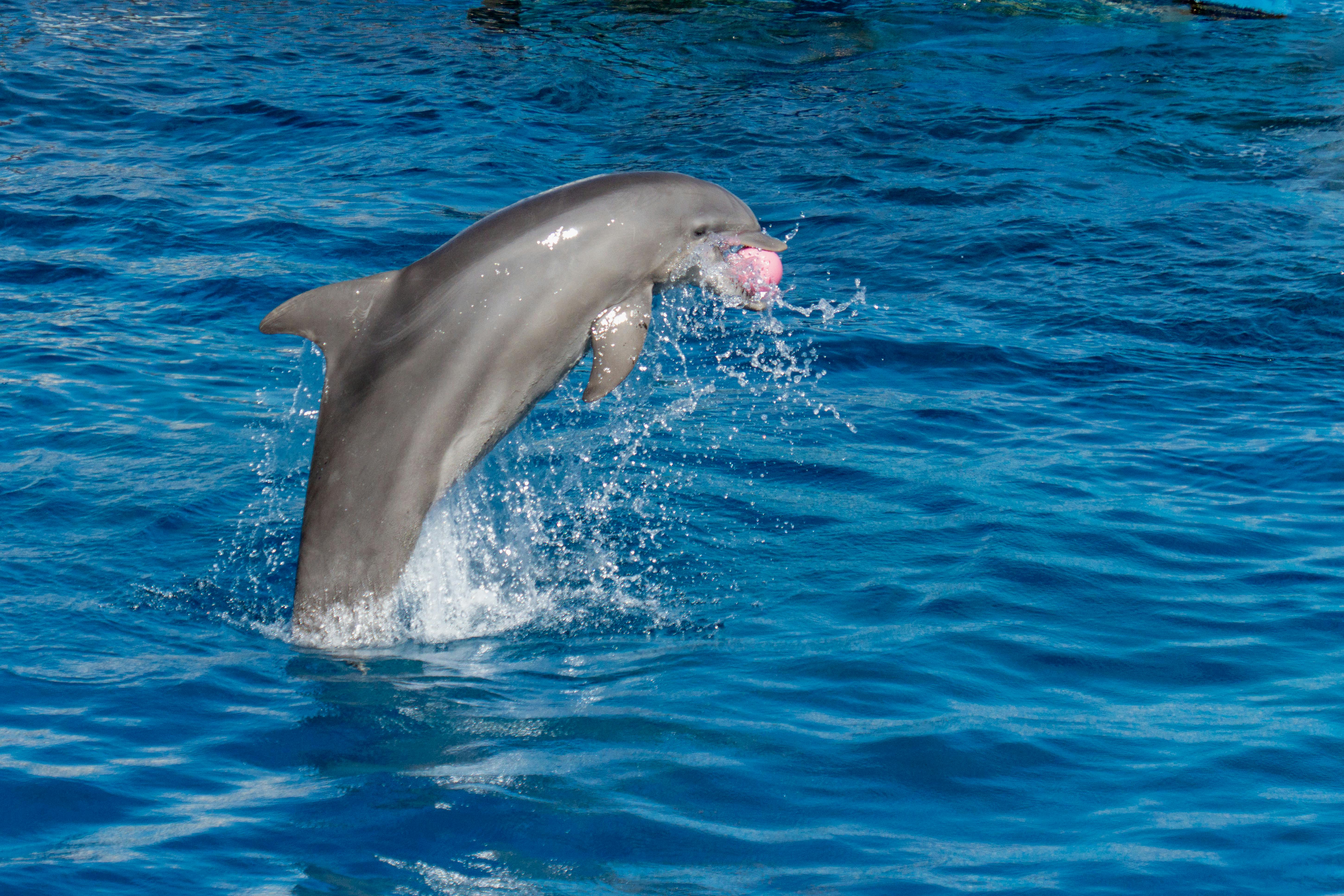 Dolphins Jumping Out from Ocean · Free Stock Photo