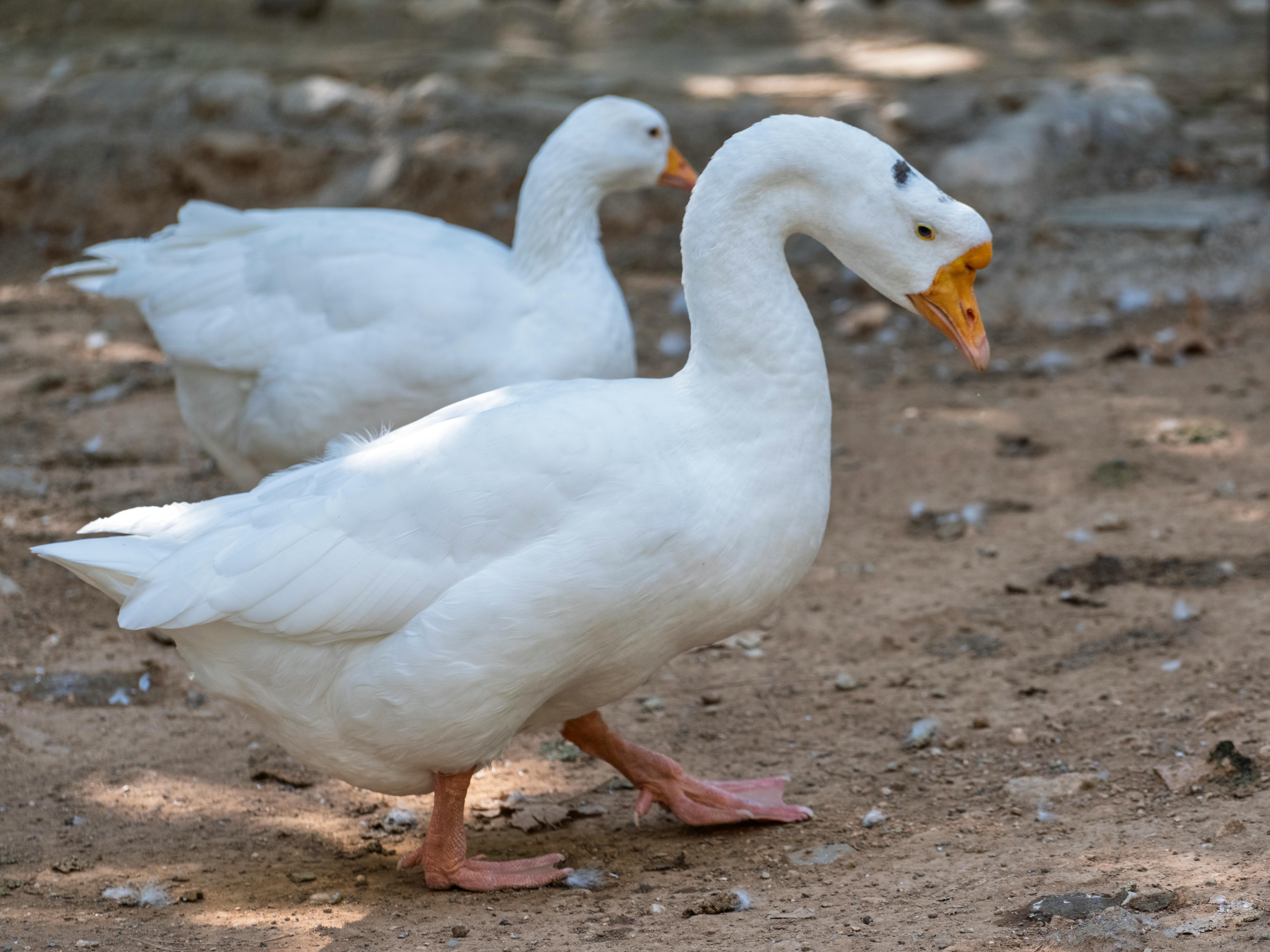 Two White Geese Strolling in Sunlit Park · Free Stock Photo