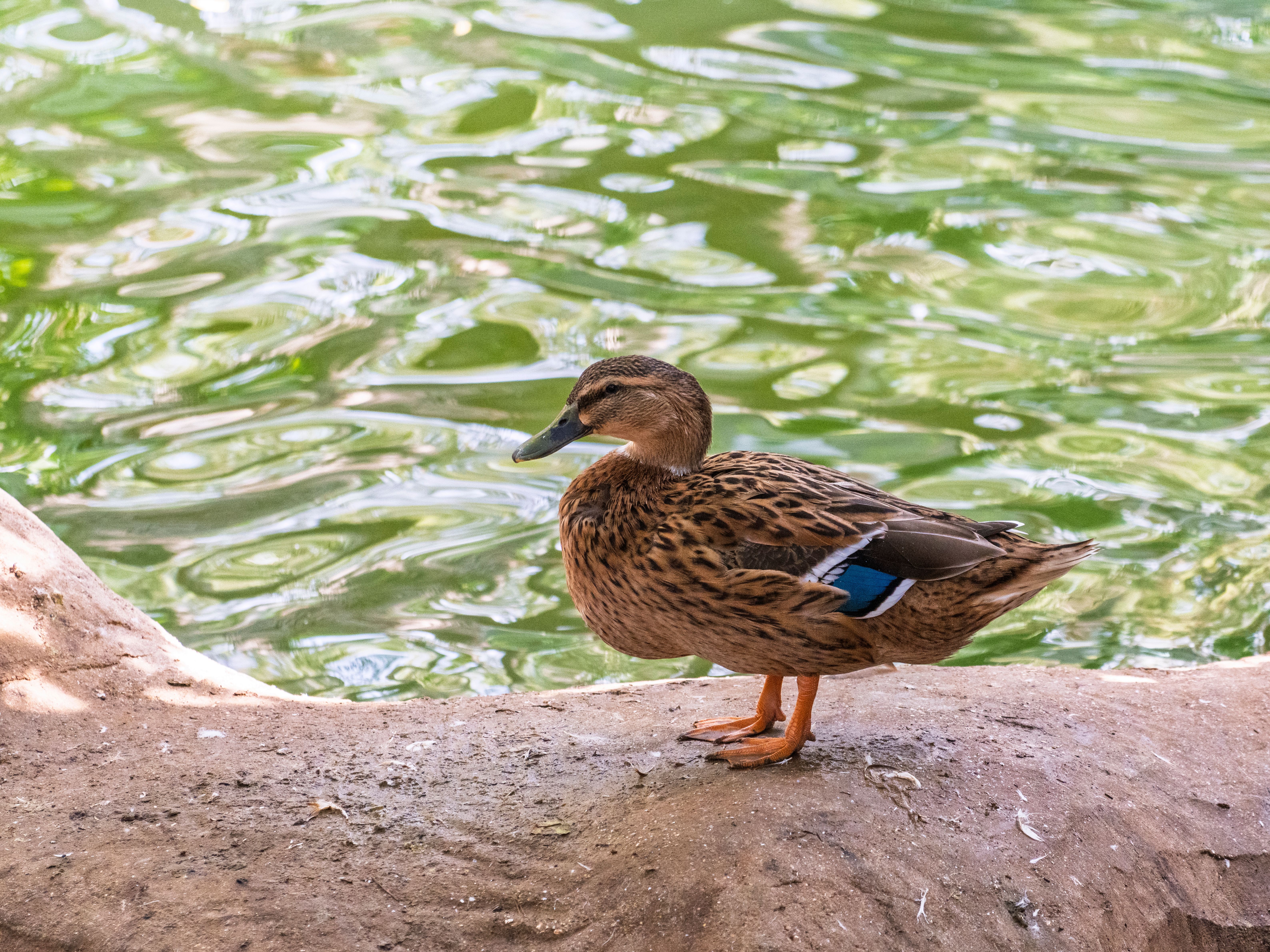 Mallard Duck by Riverside in Natural Habitat · Free Stock Photo