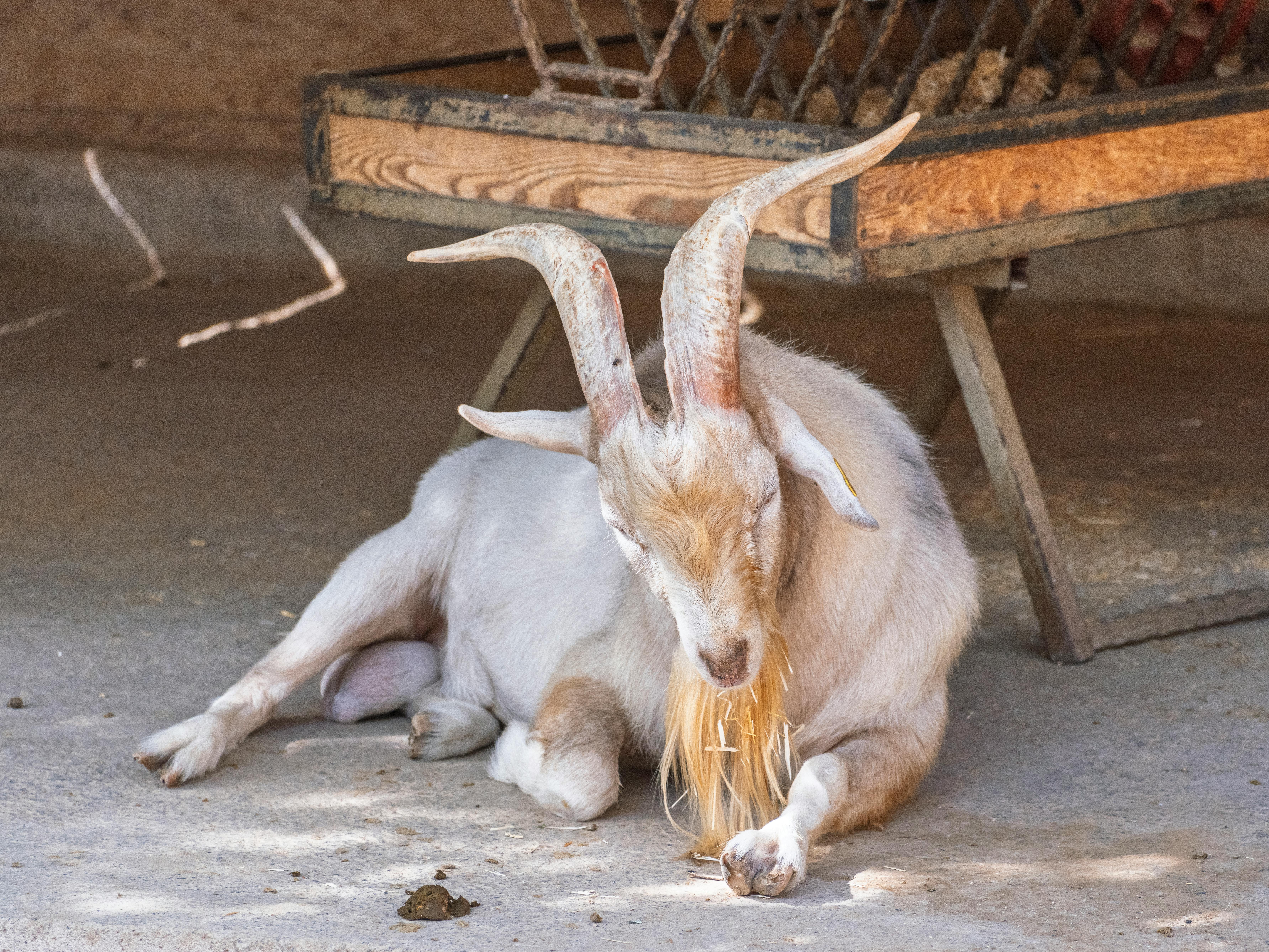 Calm Goat Resting in Farm Barn Setting · Free Stock Photo
