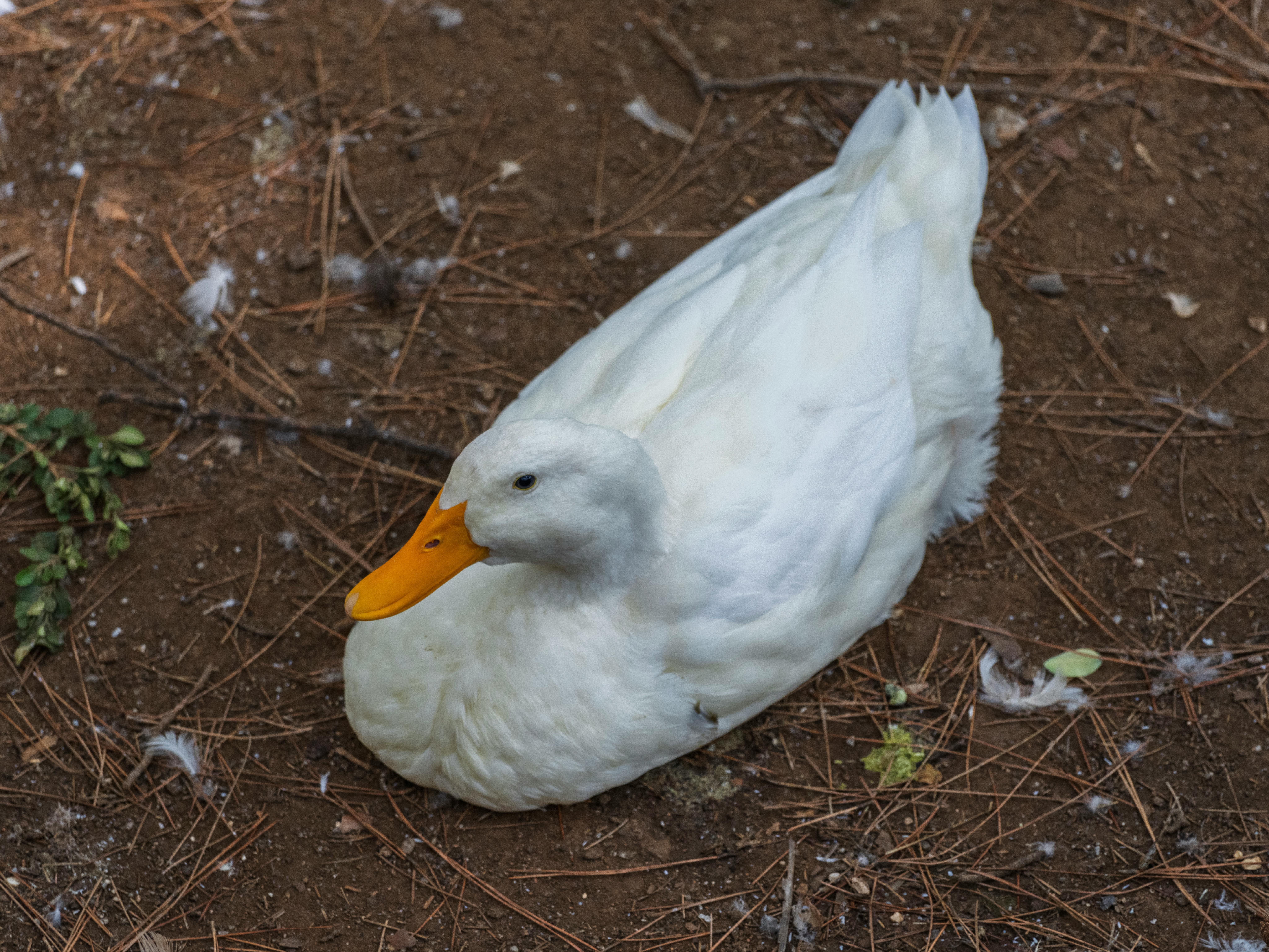 Close-Up of White Duck Resting on the Ground · Free Stock Photo