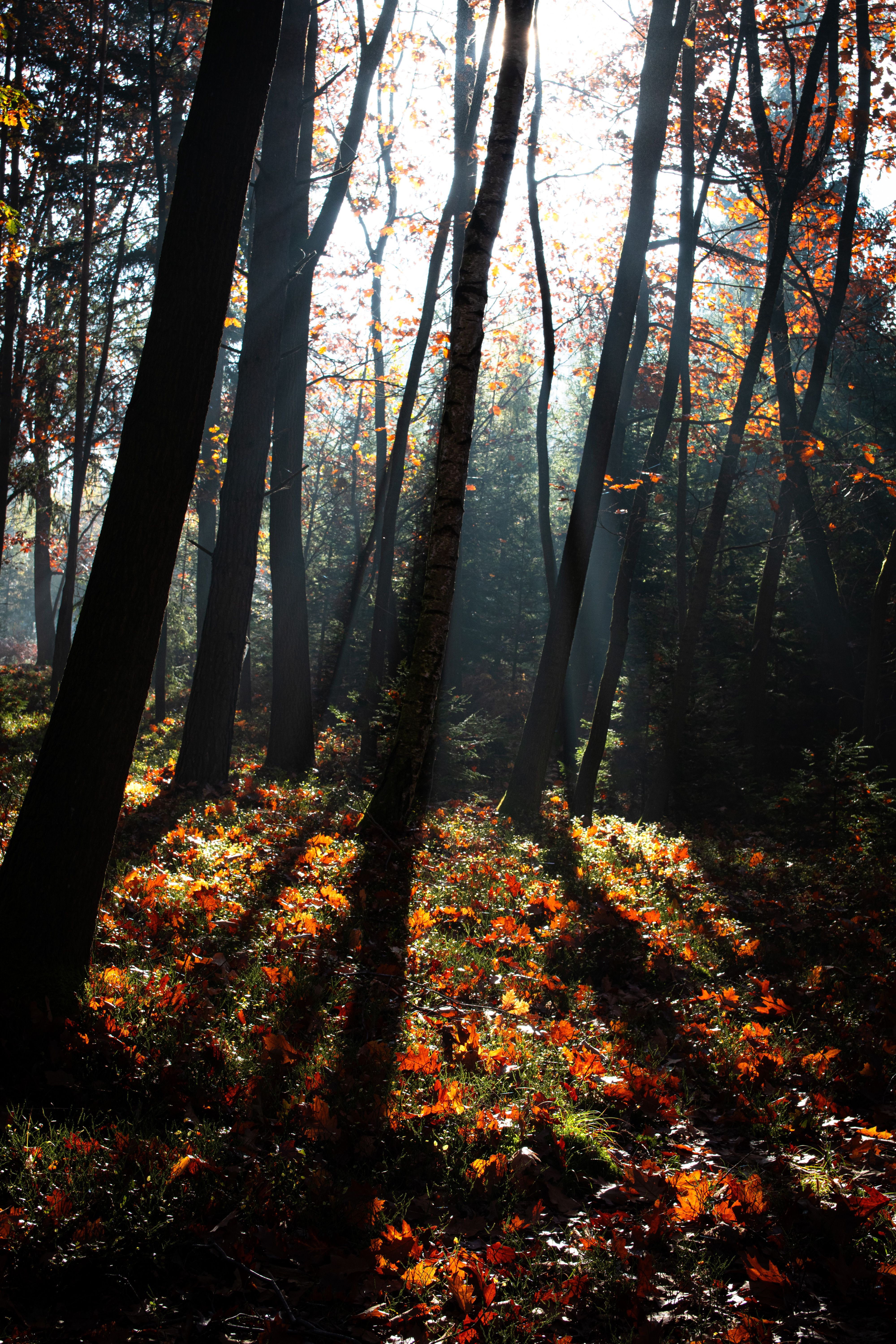 Foresta Autunnale Accattivante Con Foglie Illuminate Dal Sole ...