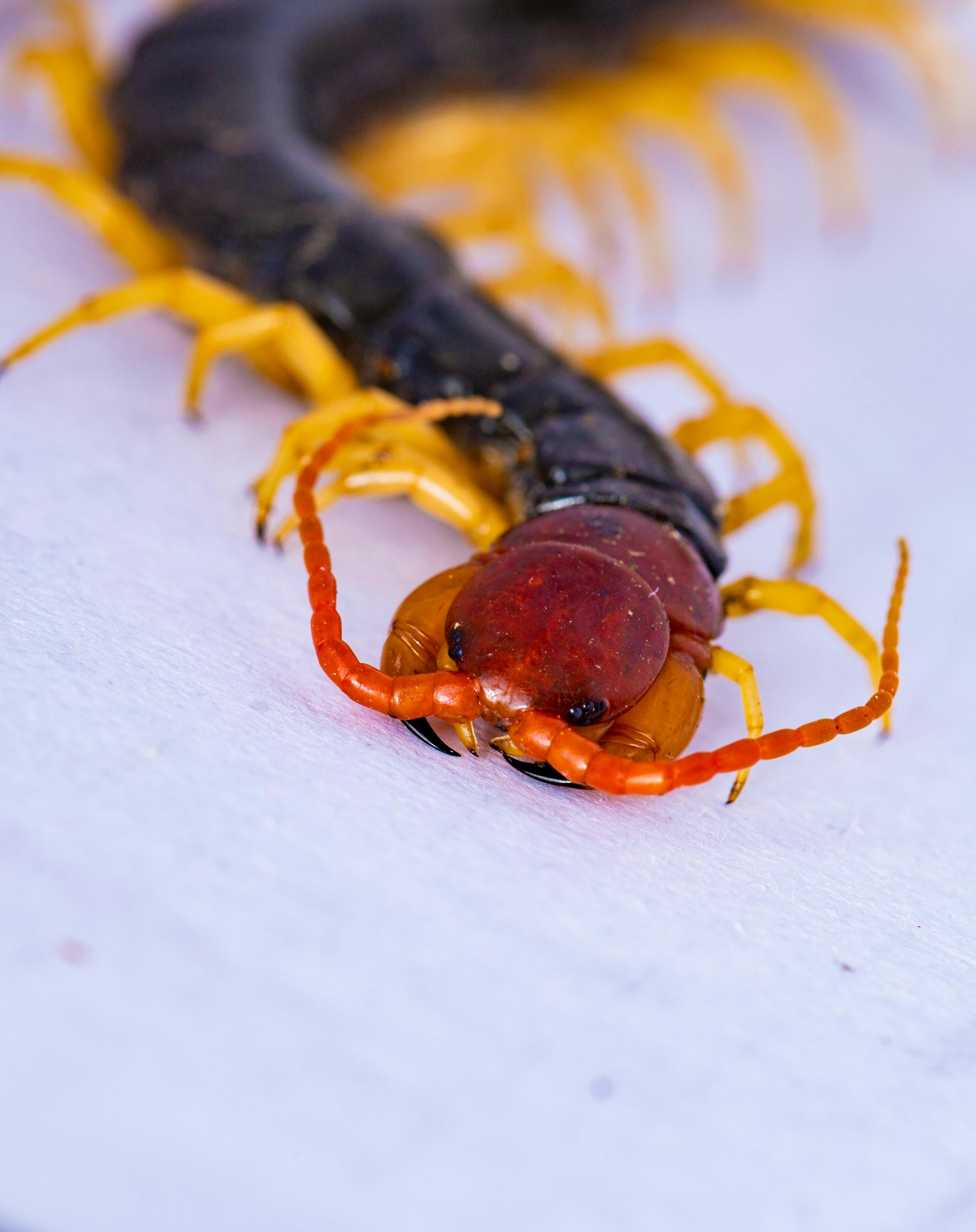 Close-up of a Scolopendra Centipede on White Surface · Free Stock Photo
