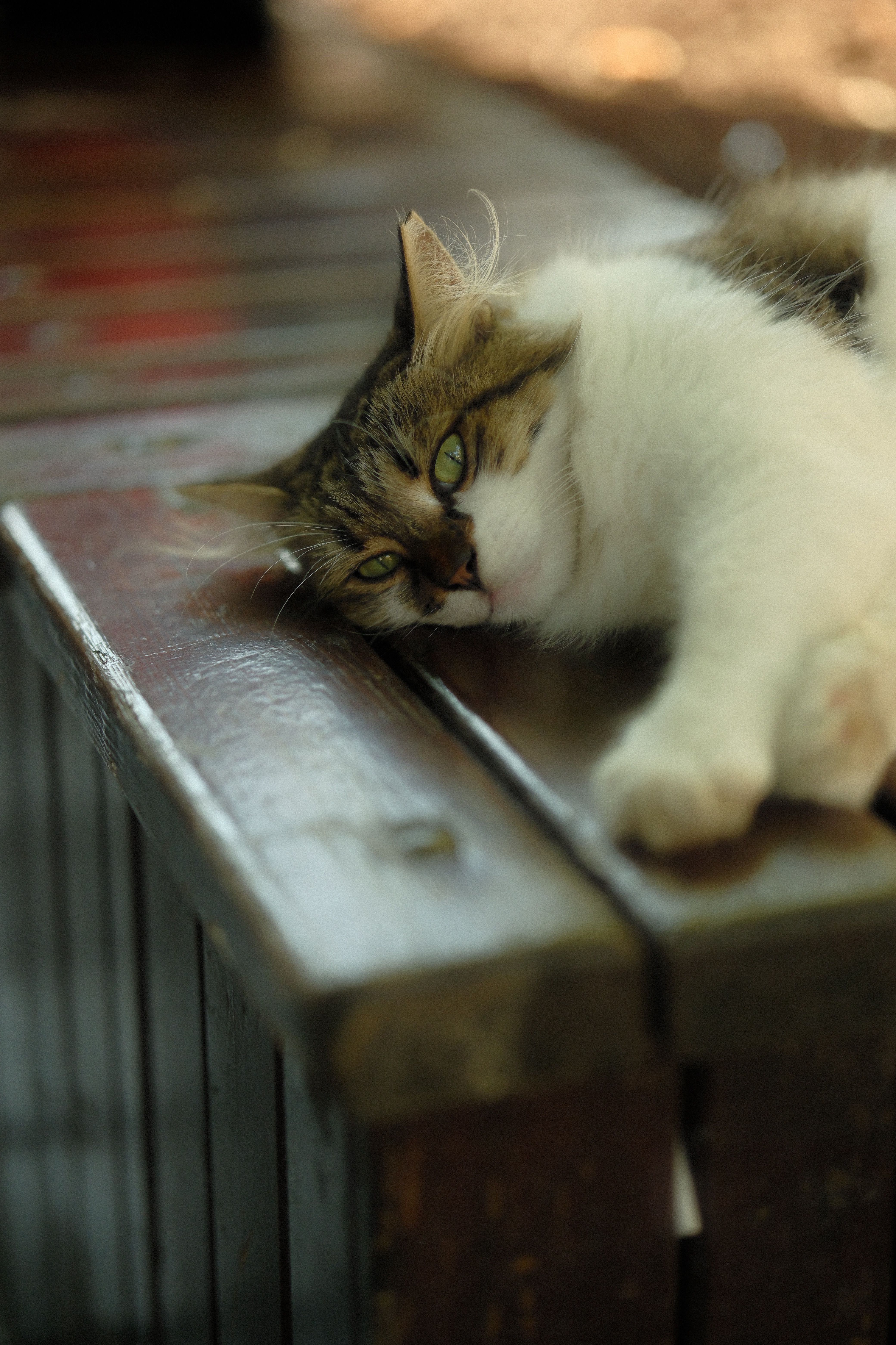 Relaxed Fluffy Cat Lounging on Wooden Bench · Free Stock Photo