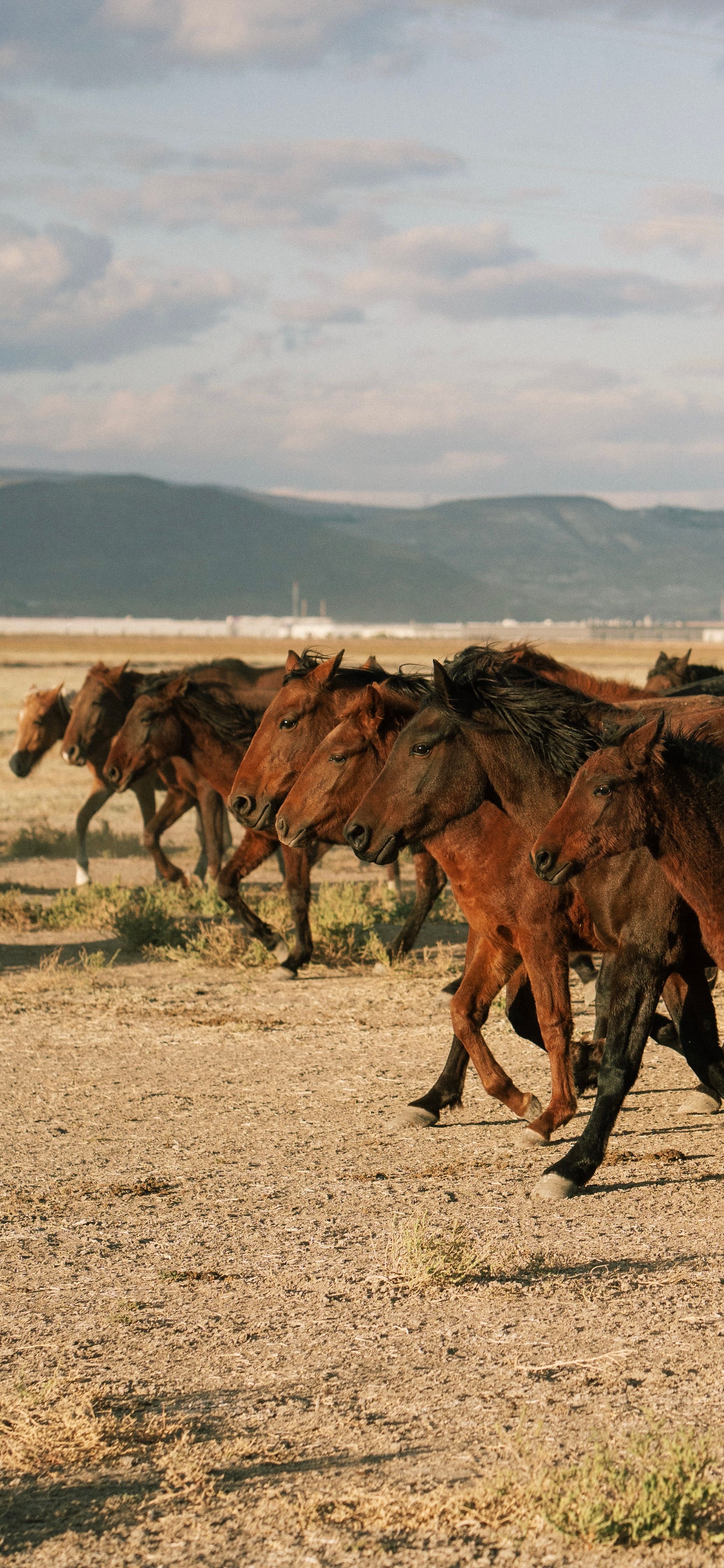 Wild Horses Running in Open Field Landscape · Free Stock Photo