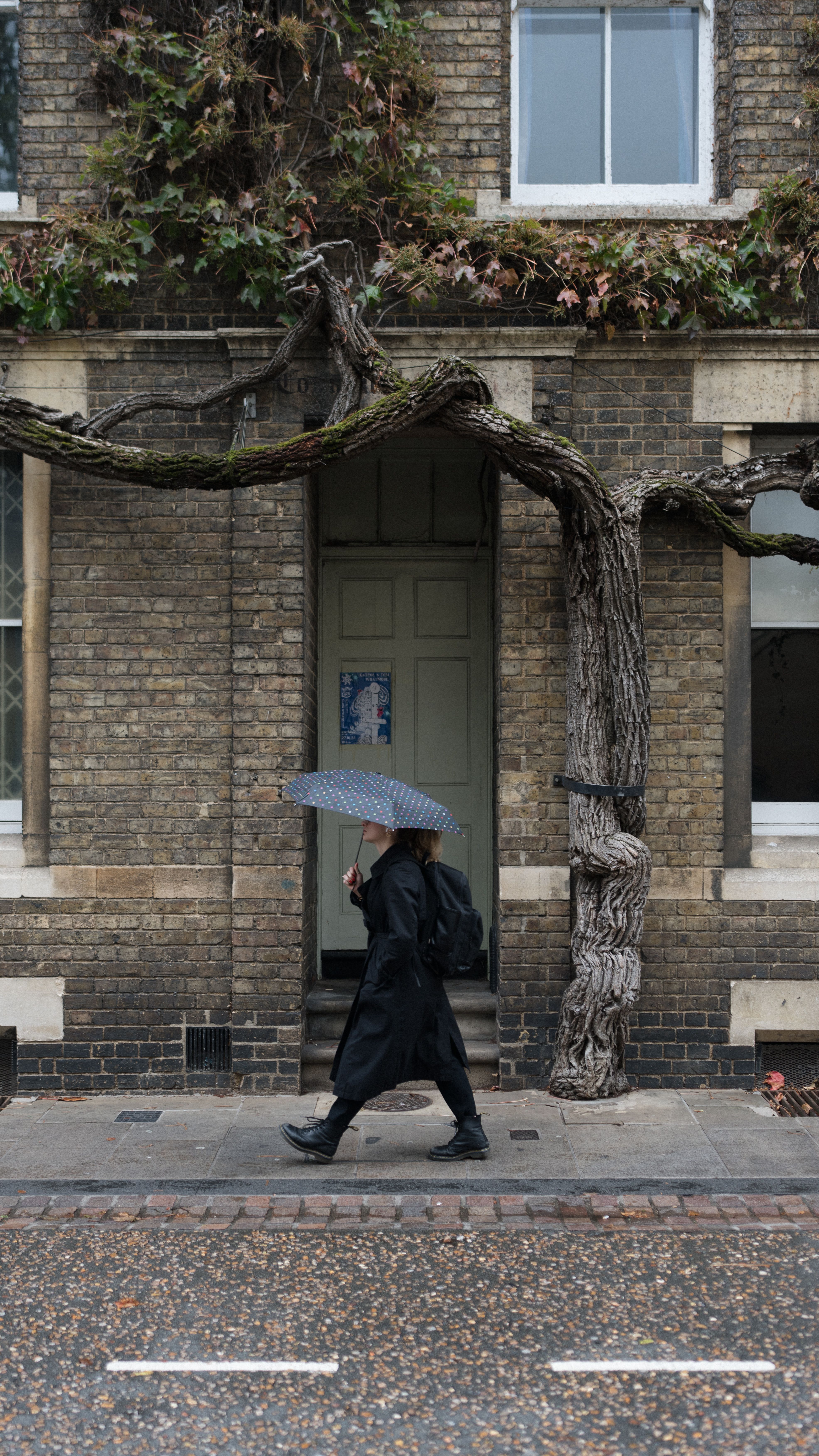 Person Walking with Umbrella by Ivy-Covered Building · Free Stock Photo
