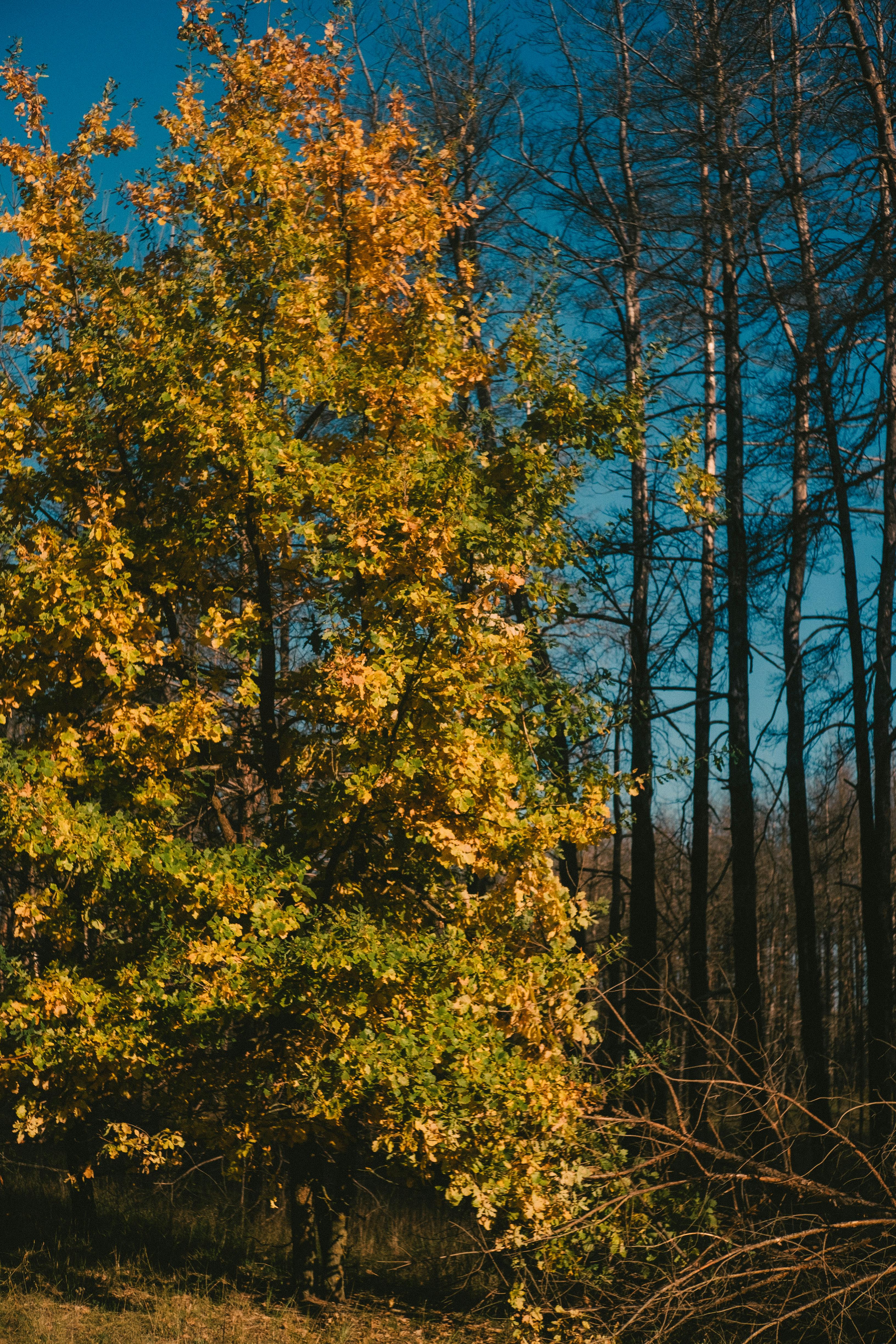 Plant Trees Photos, Download The BEST Free Plant Trees Stock Photos ...