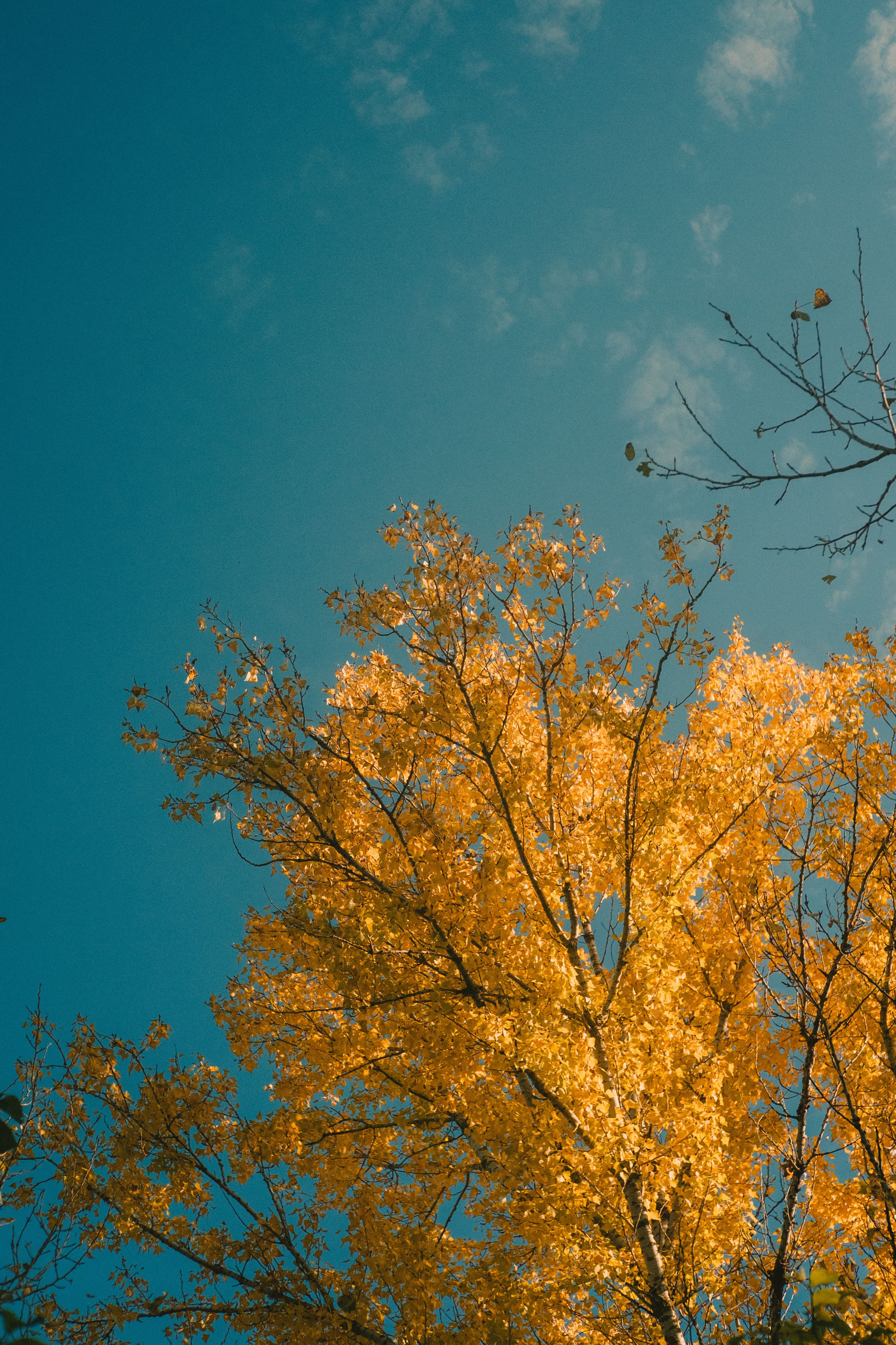 Golden Autumn Tree against Blue Sky · Free Stock Photo