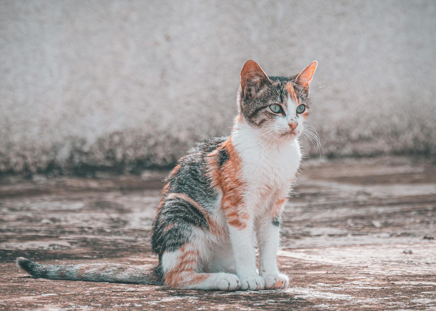 Unleashing the Truth: Cat Sense of Smell vs Dog