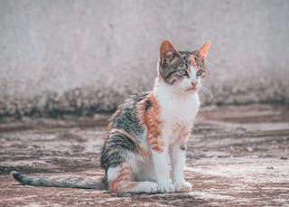 Understanding Cat Life Expectancy Chart for Feline Care