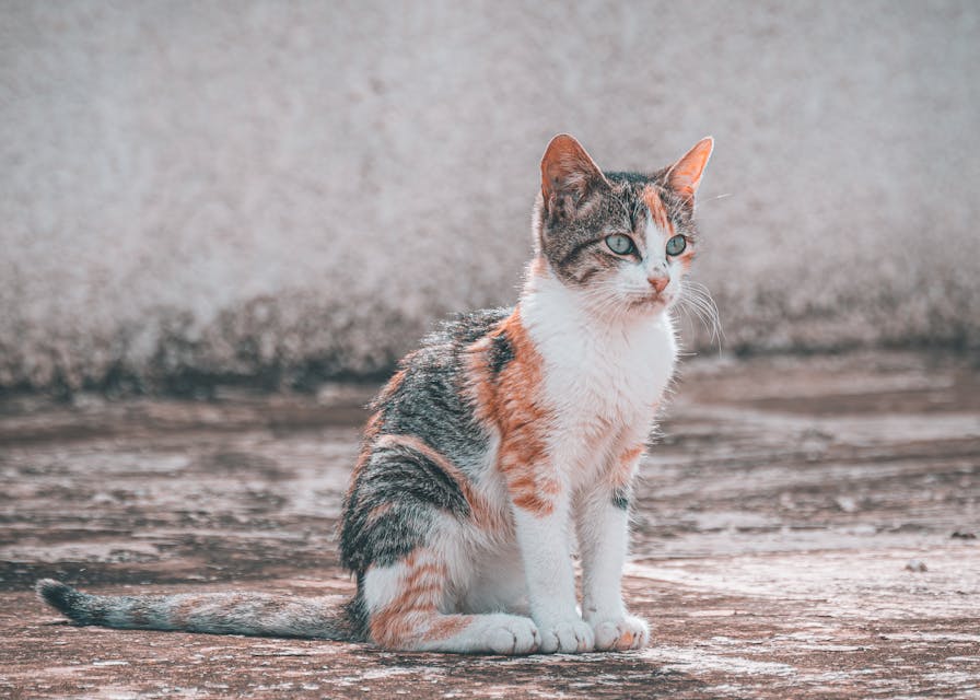 Understanding Cat Life Expectancy Chart for Feline Care