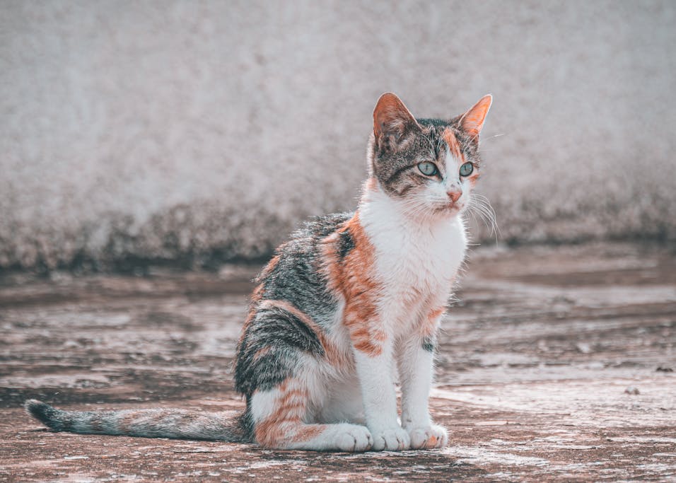 Understanding Cat Life Expectancy Chart for Feline Care