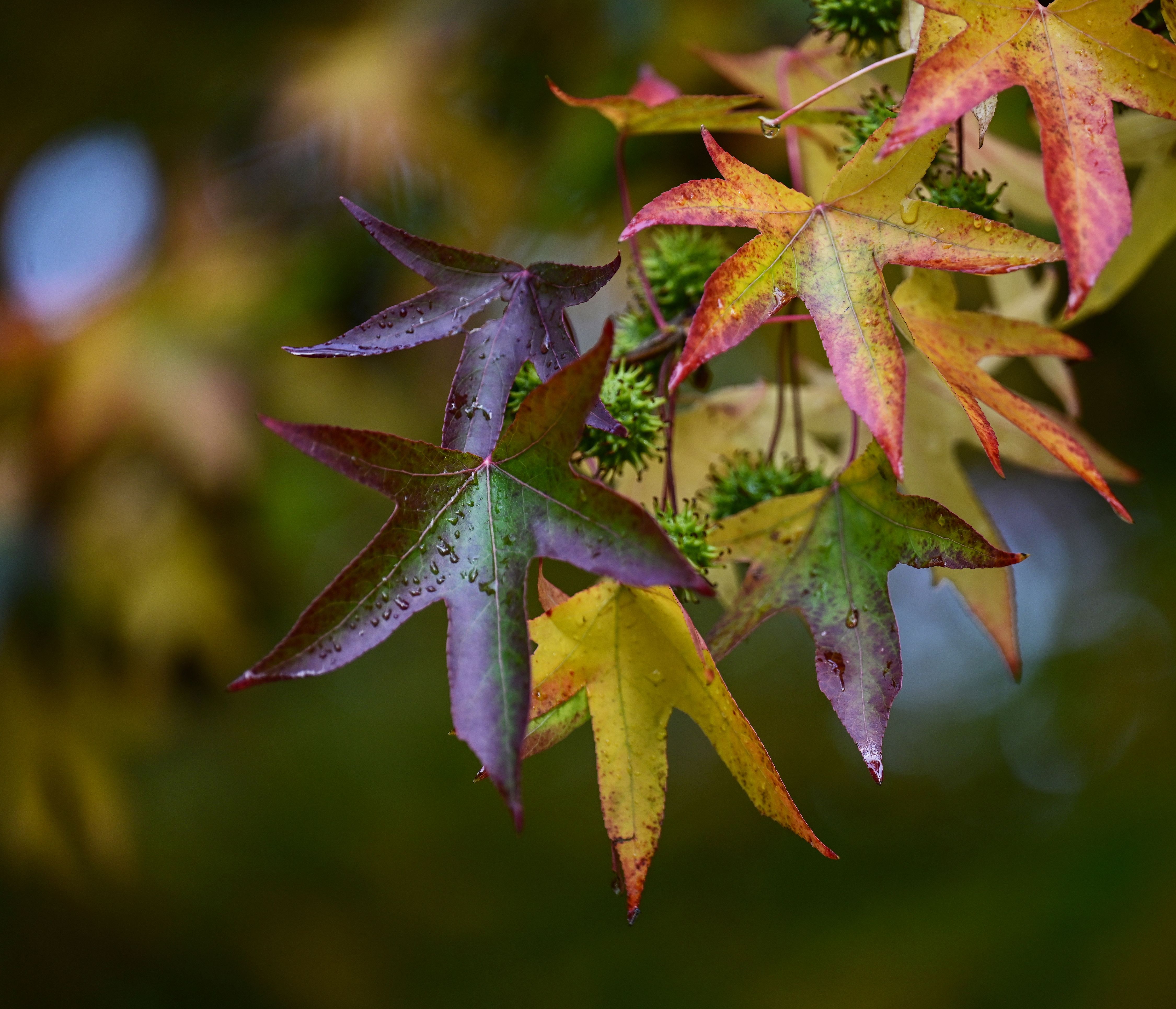 Vibrant Autumn Leaves with Raindrops · Free Stock Photo